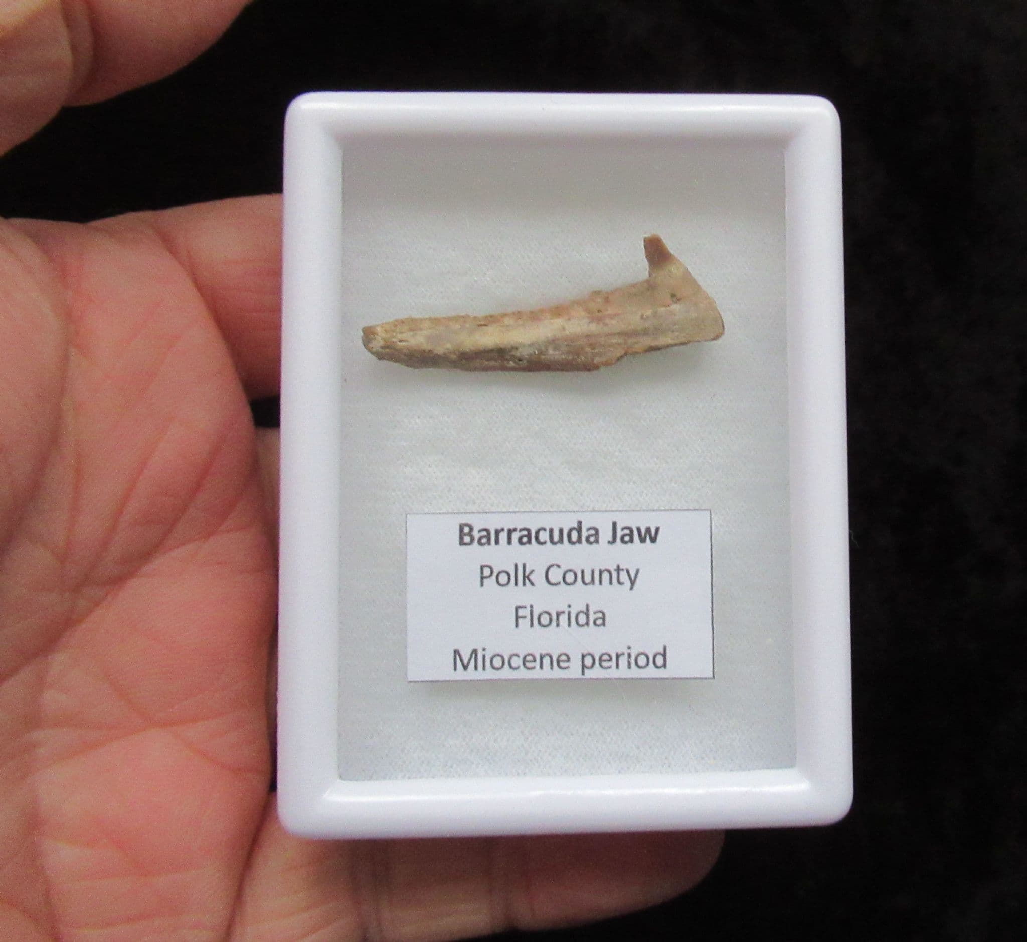 Barracuda jaw from Polk County