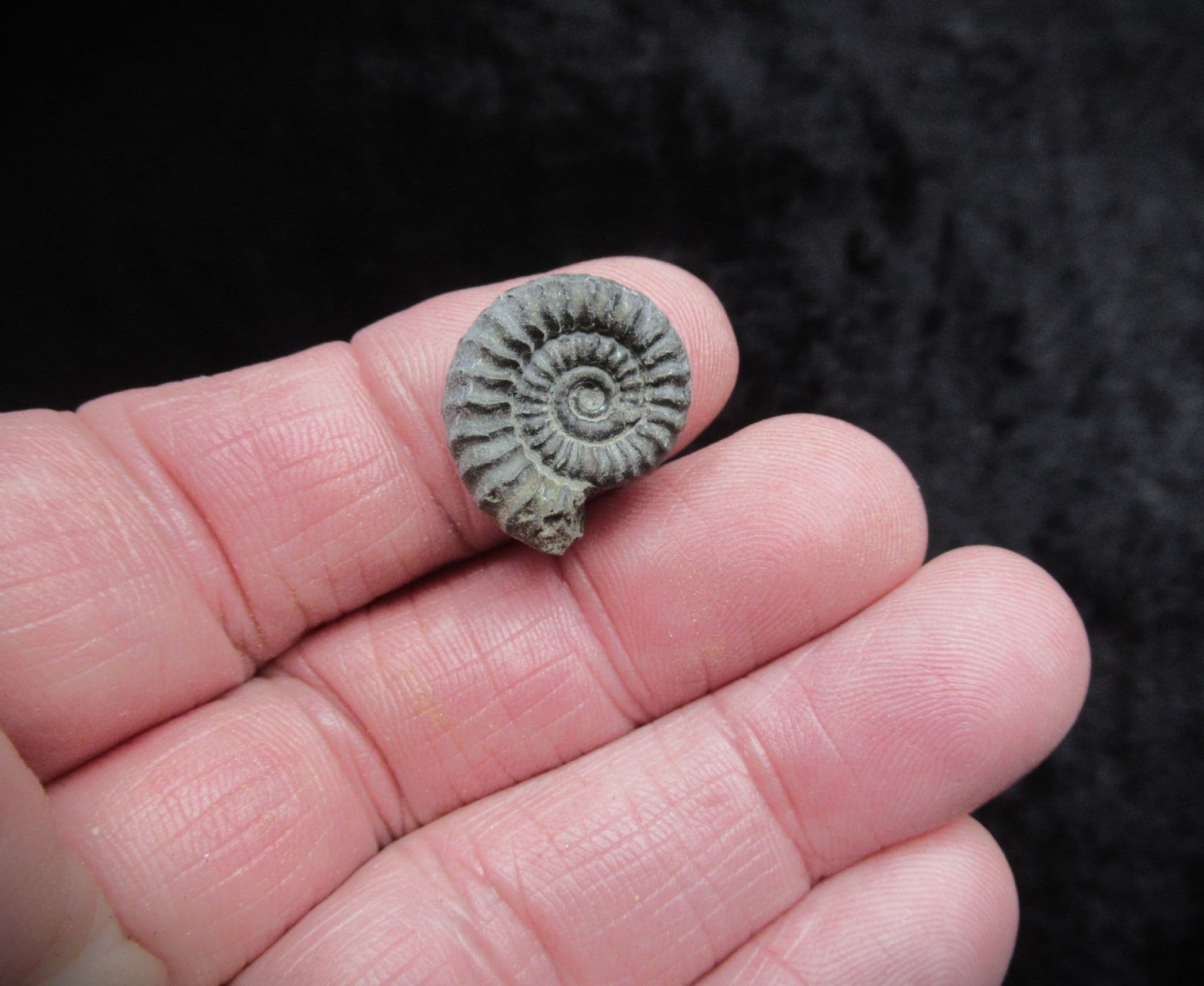 Bifericeras Bifer Quenstedt 1845