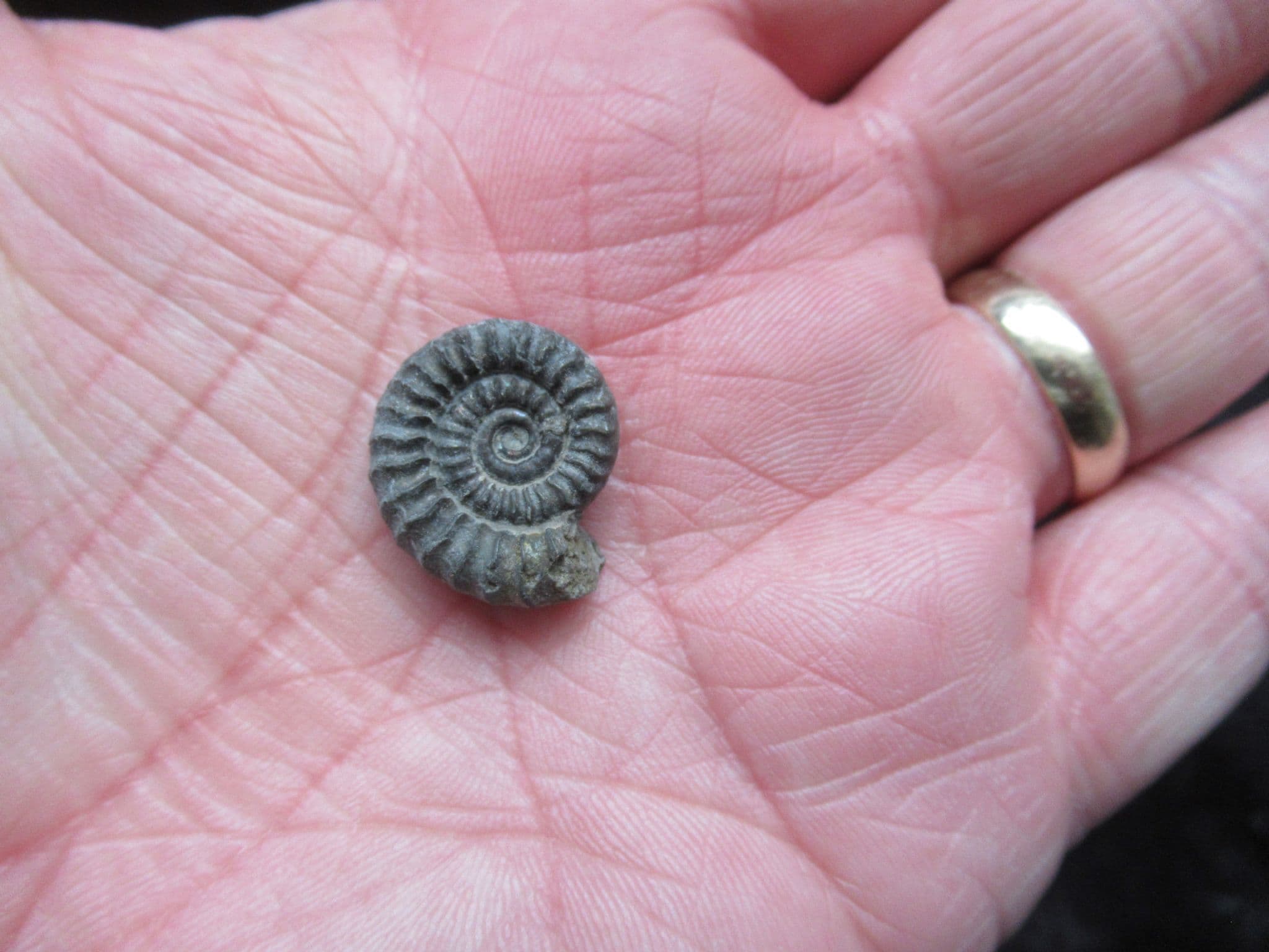 Bifericeras Bifer Quenstedt 1845