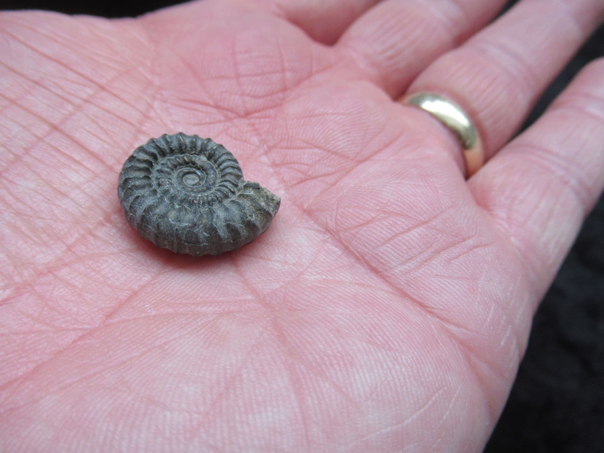 Bifericeras Bifer Quenstedt 1845