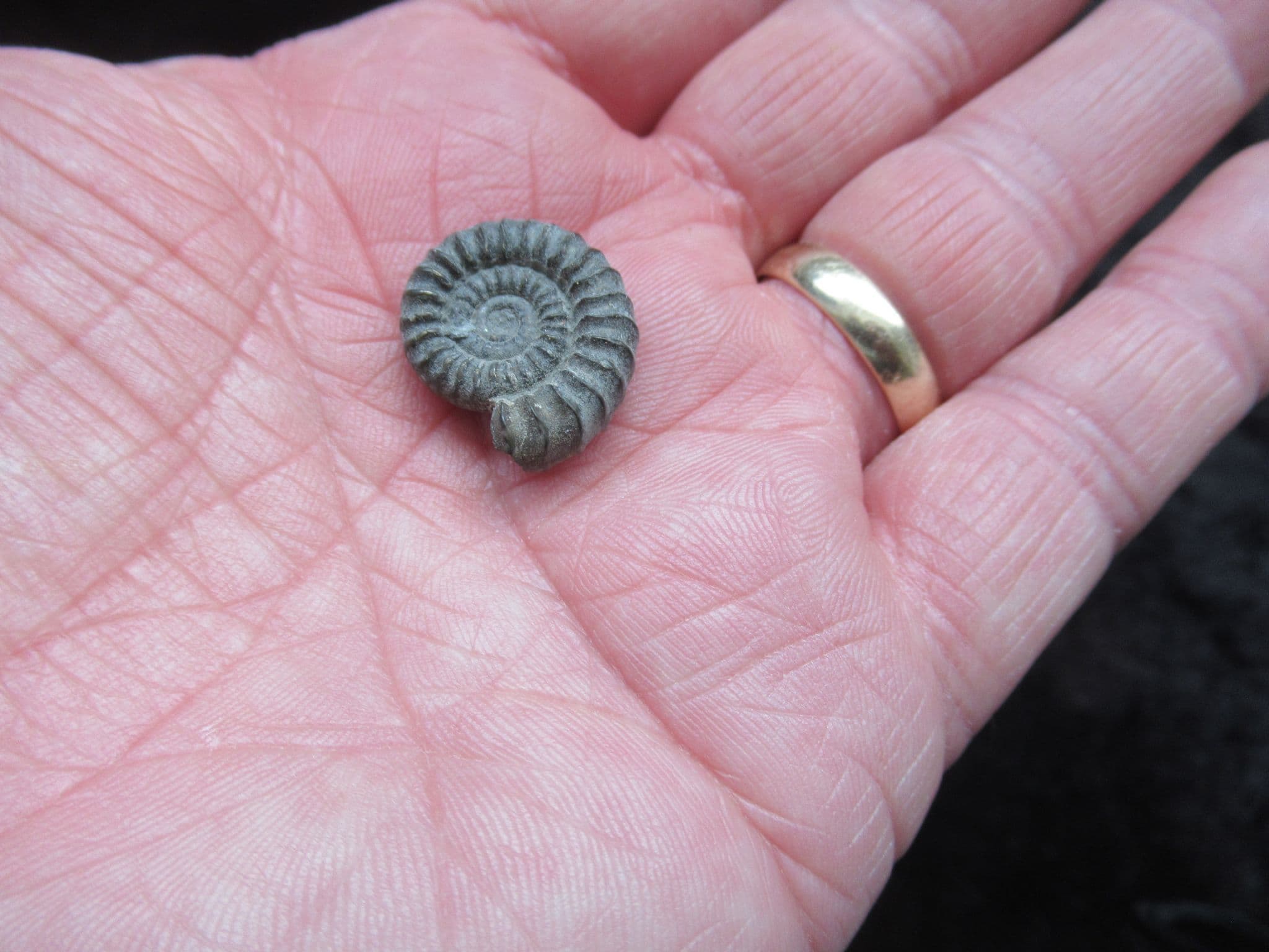 Bifericeras Bifer Quenstedt 1845