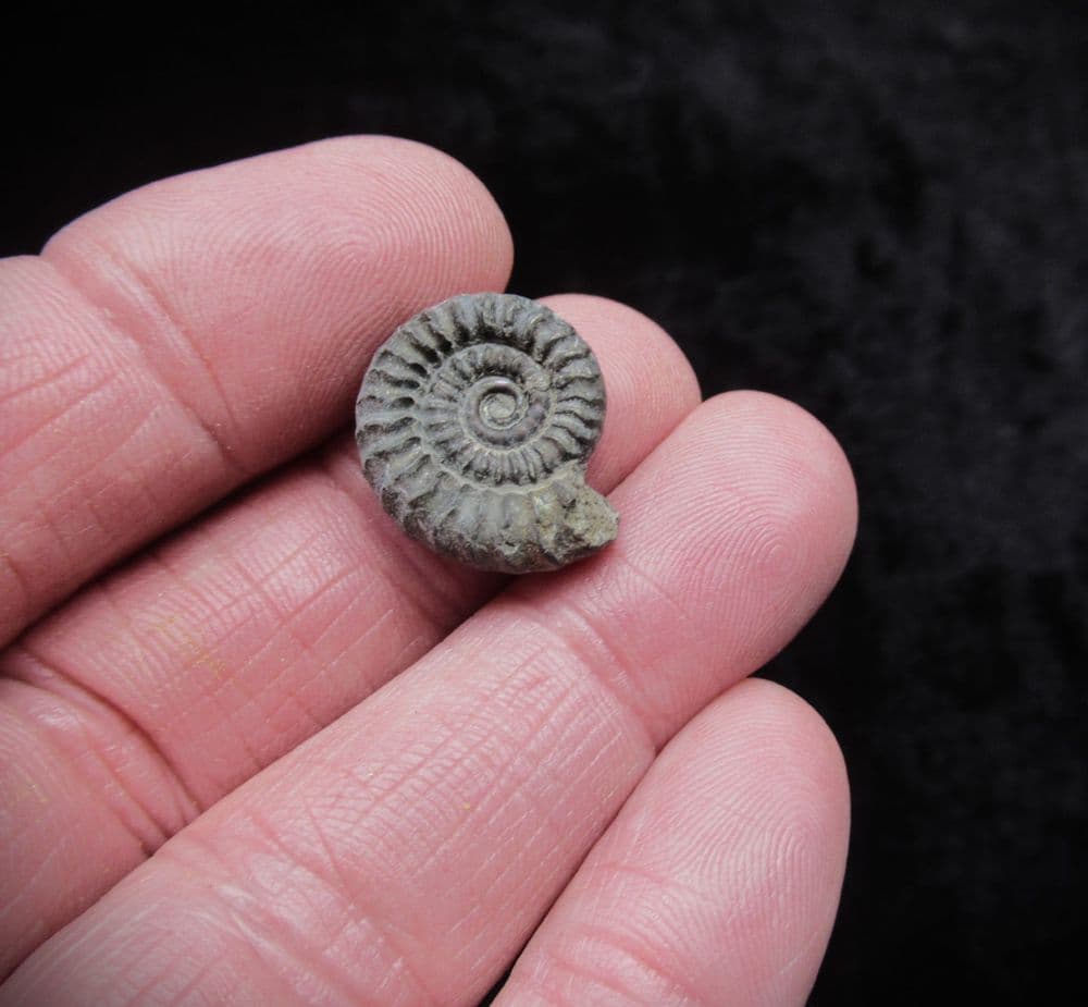 Bifericeras Bifer Quenstedt 1845