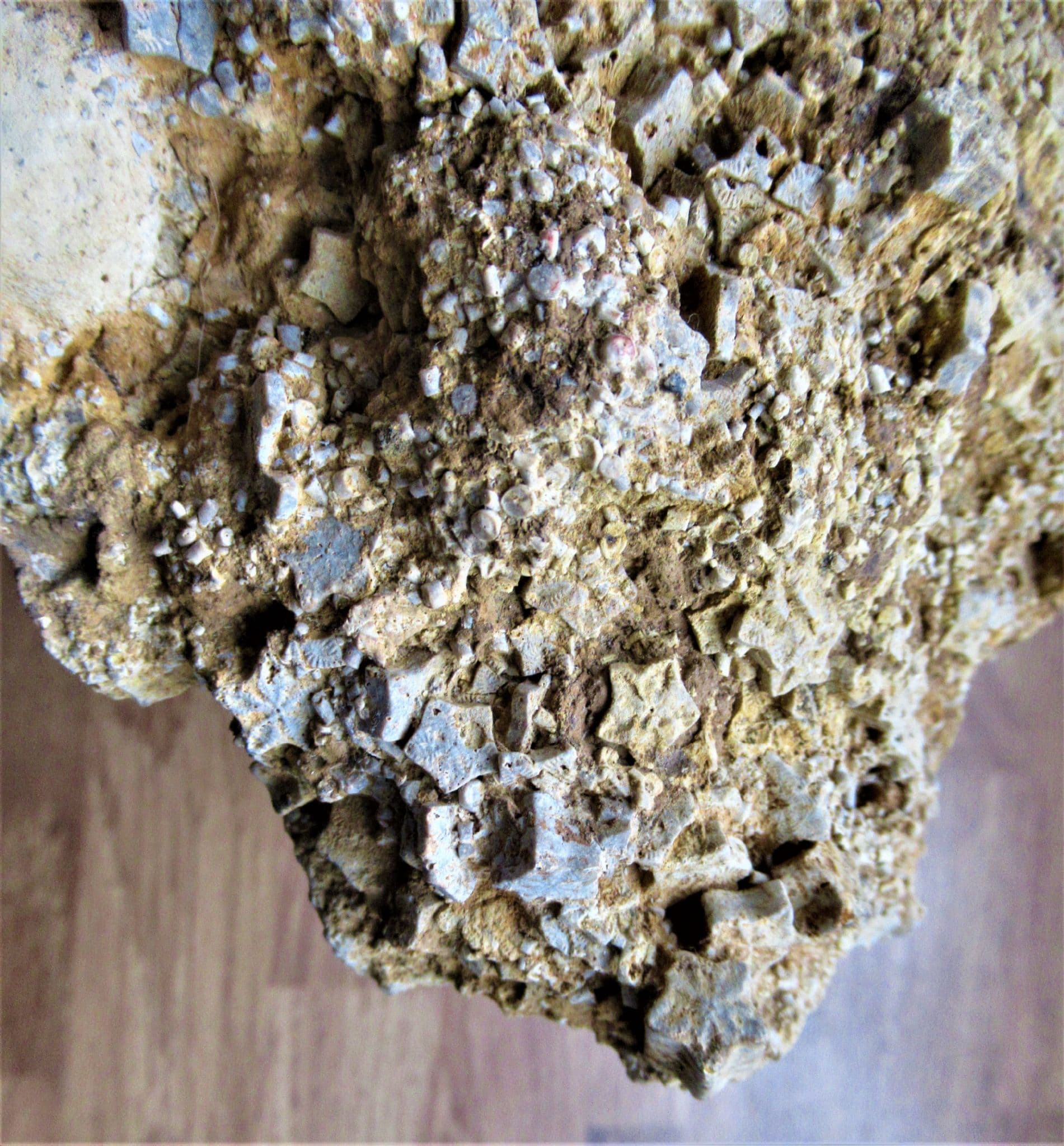 Big block of scattered Isocrinus cf nicoleti