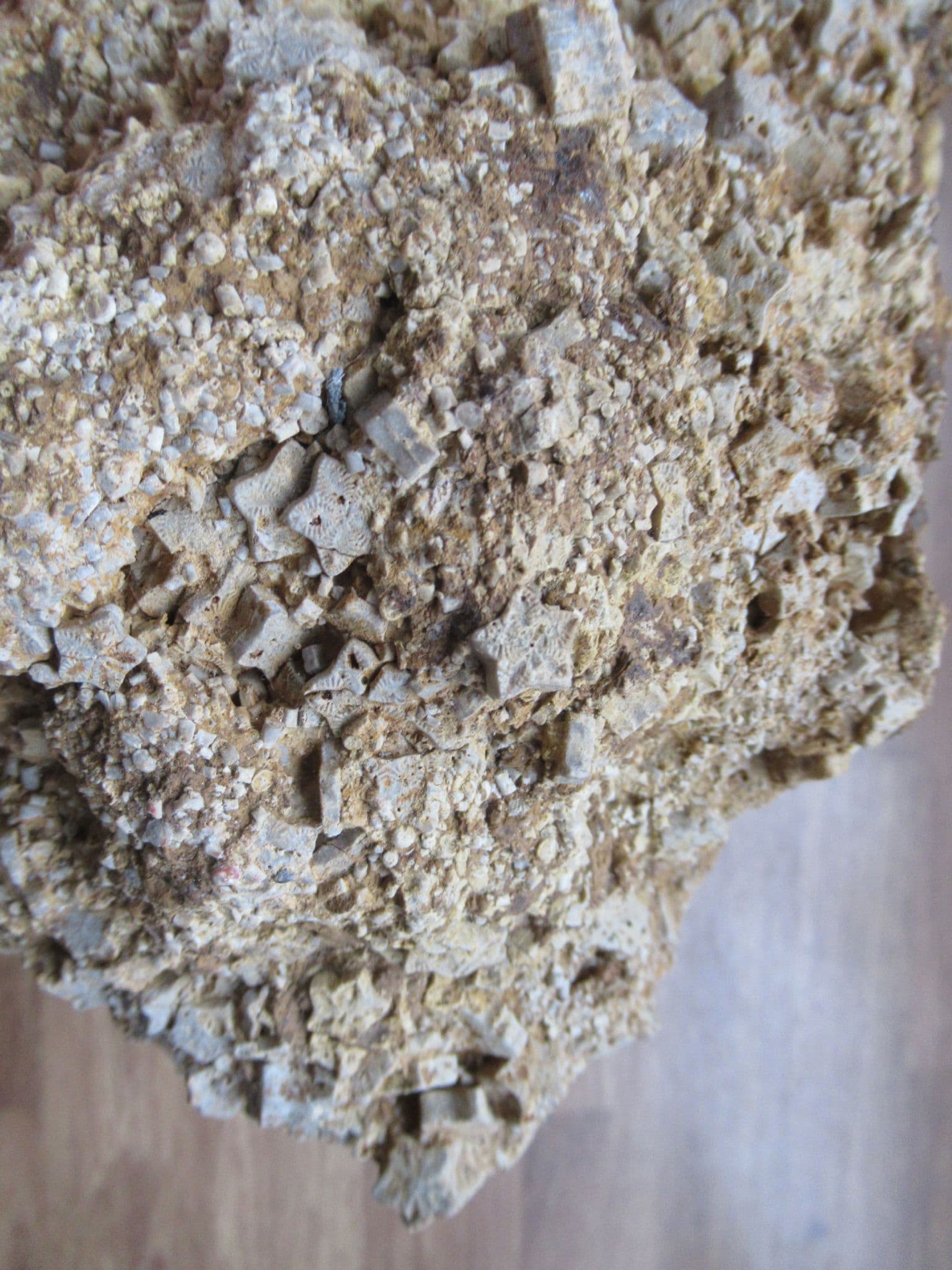 Big block of scattered Isocrinus cf nicoleti