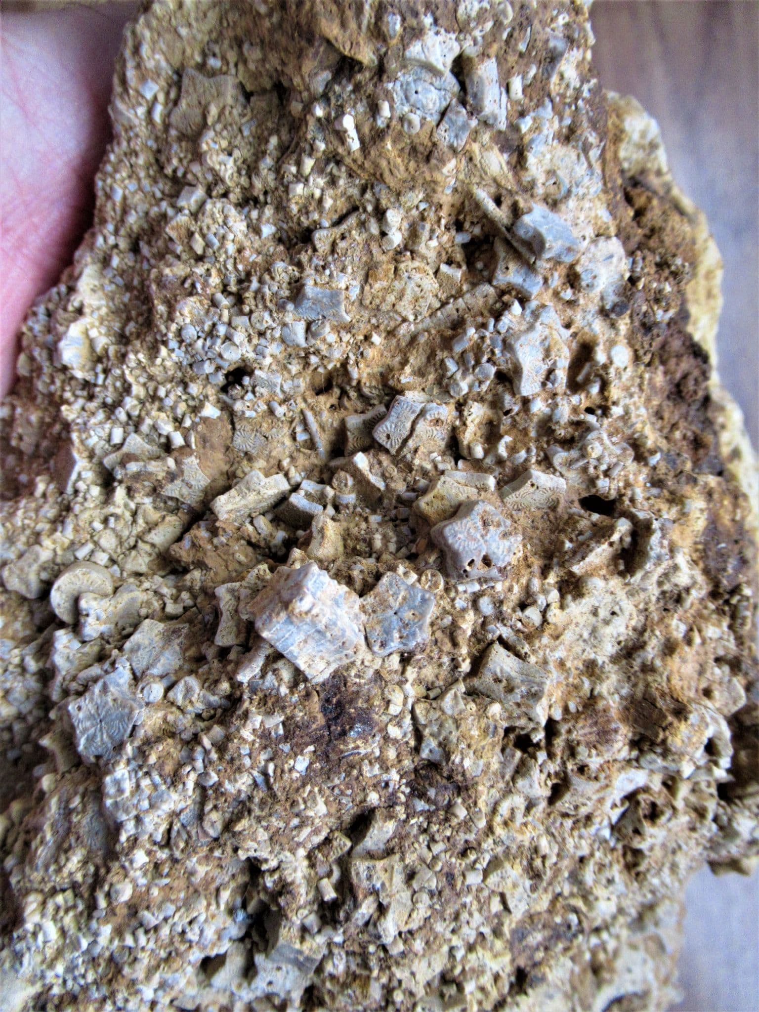 Big block of scattered Isocrinus cf nicoleti