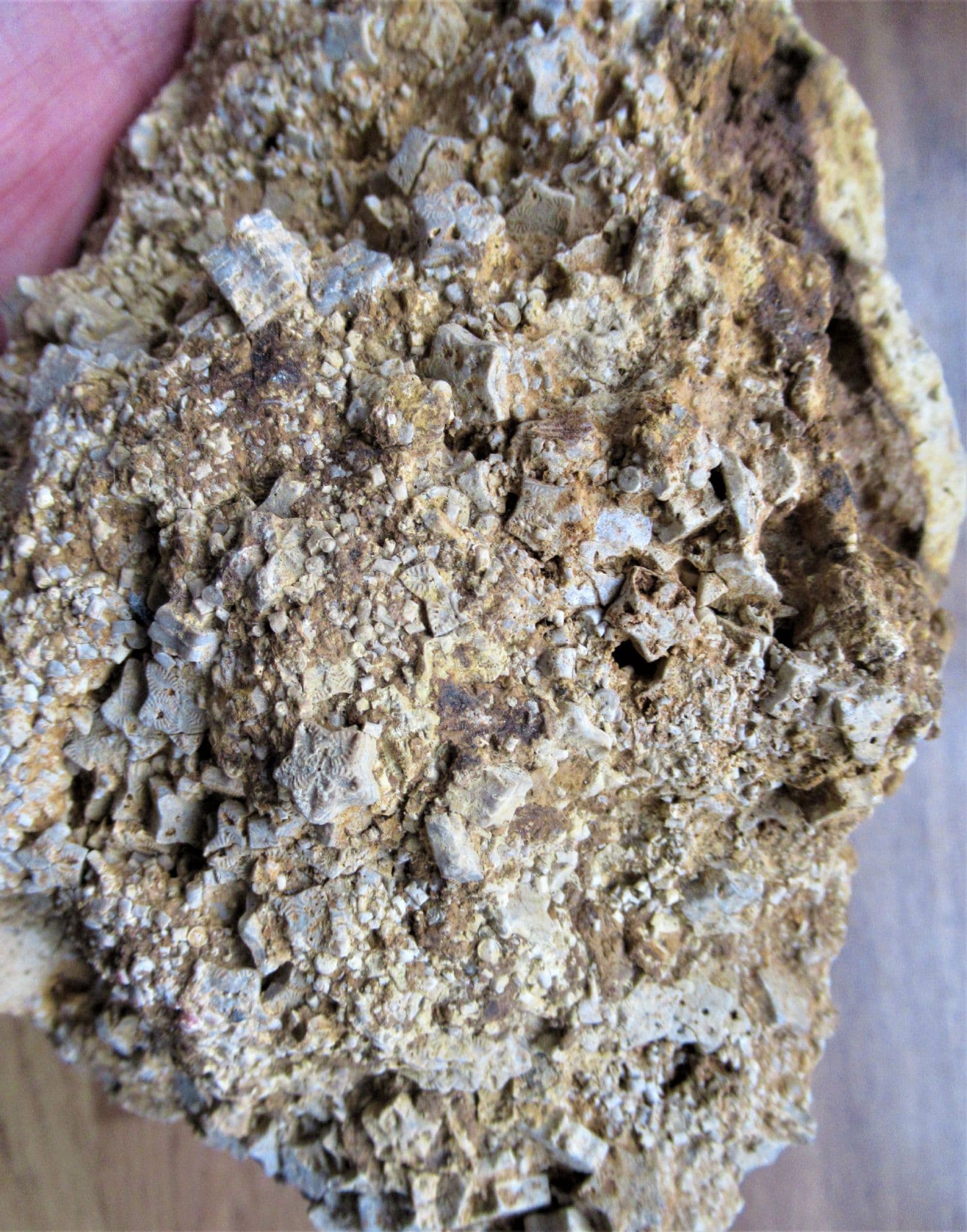 Big block of scattered Isocrinus cf nicoleti