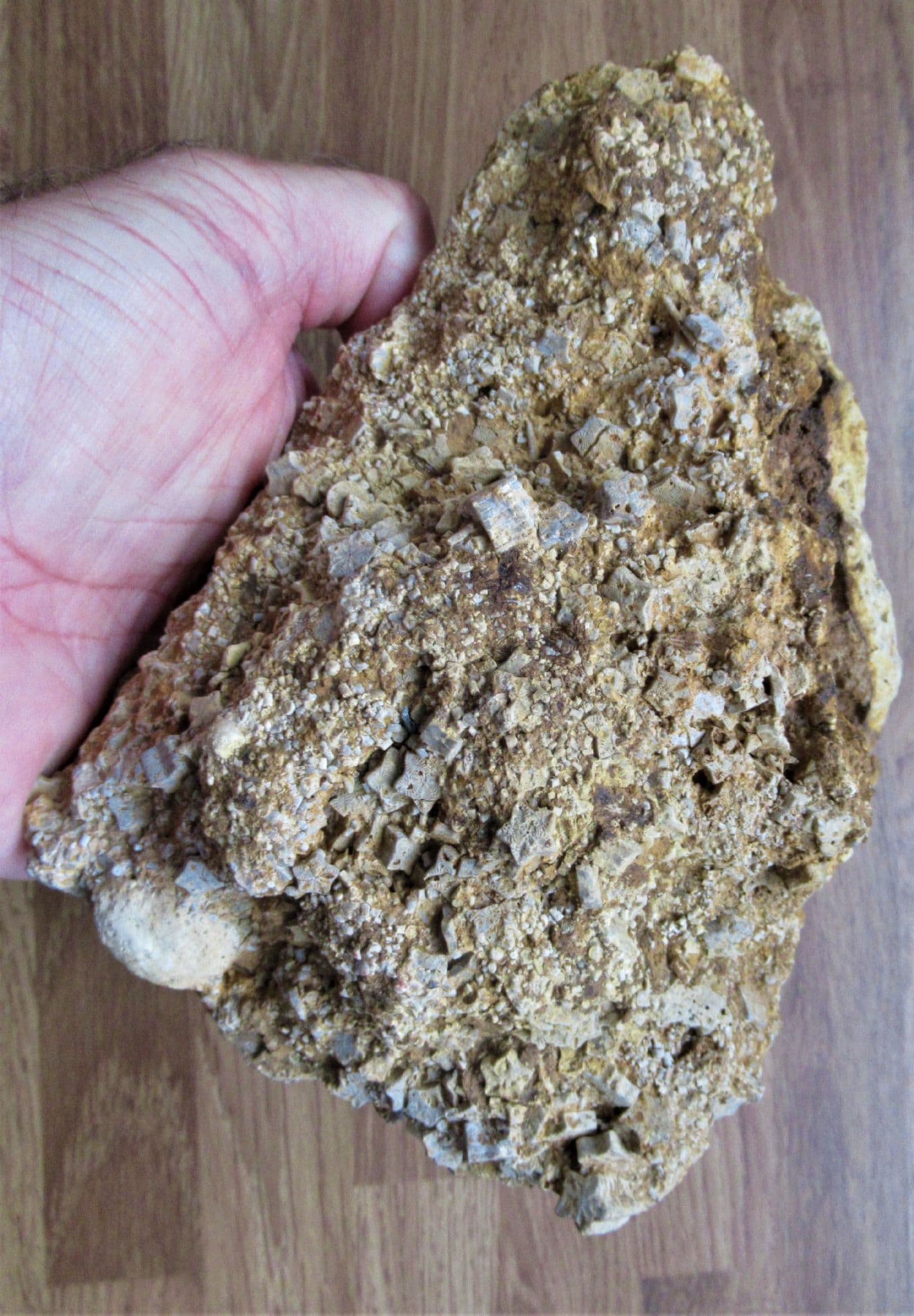 Big block of scattered Isocrinus cf nicoleti
