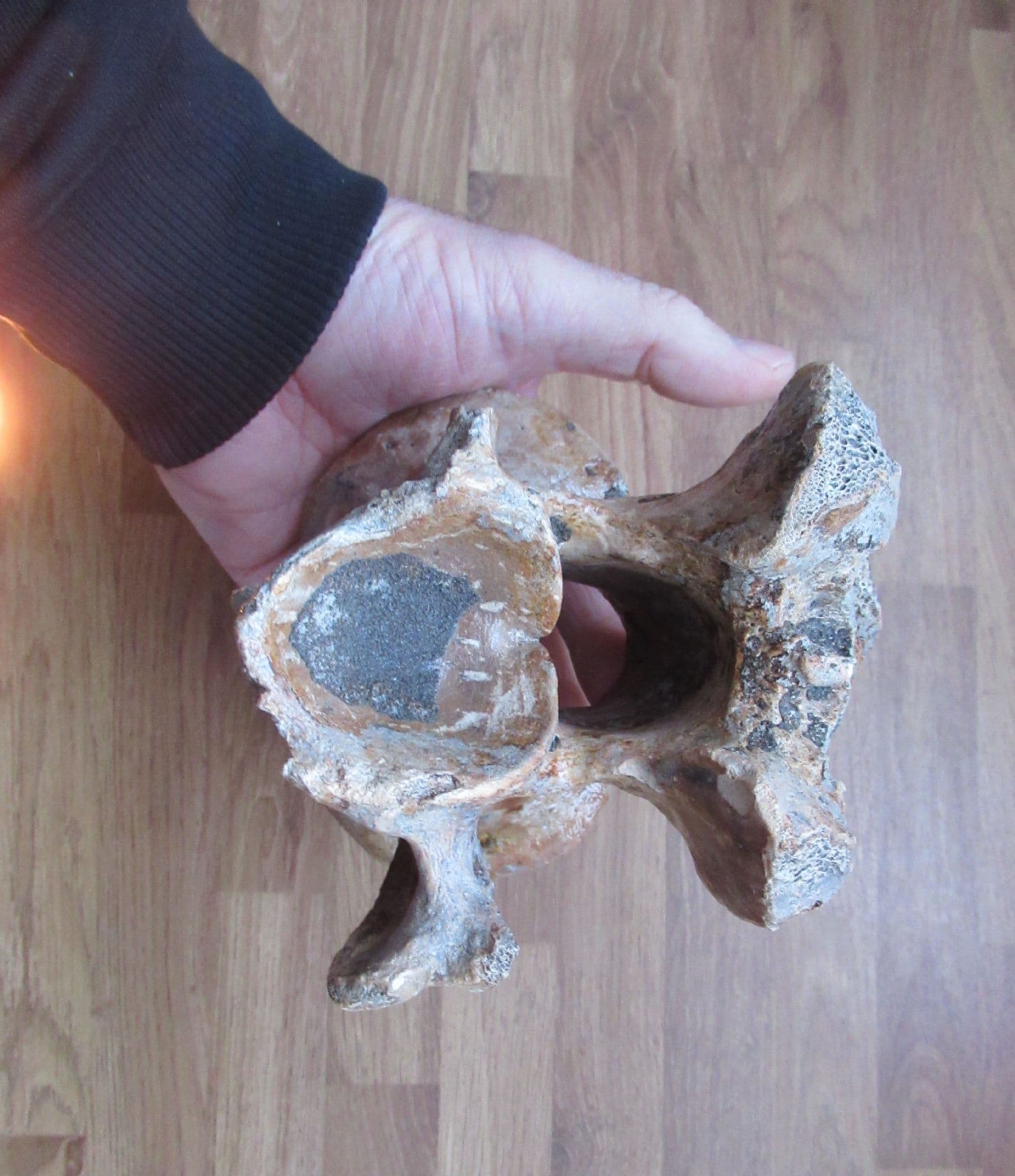 Bison priscus Bojanus Axis vertebra