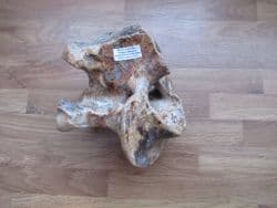 Bison priscus Bojanus Axis vertebra