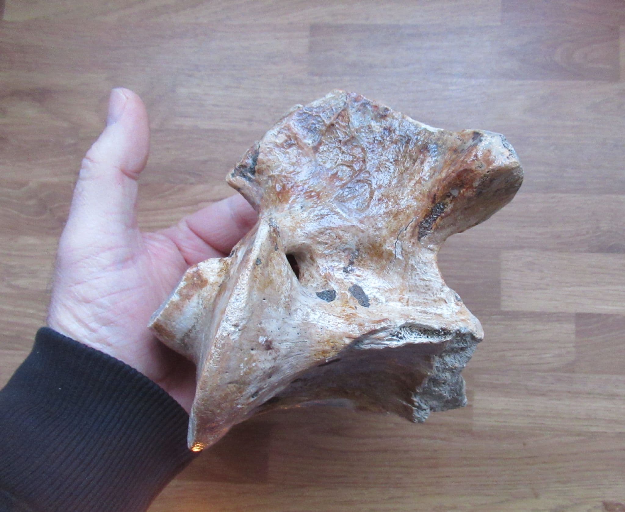 Bison priscus Bojanus Axis vertebra