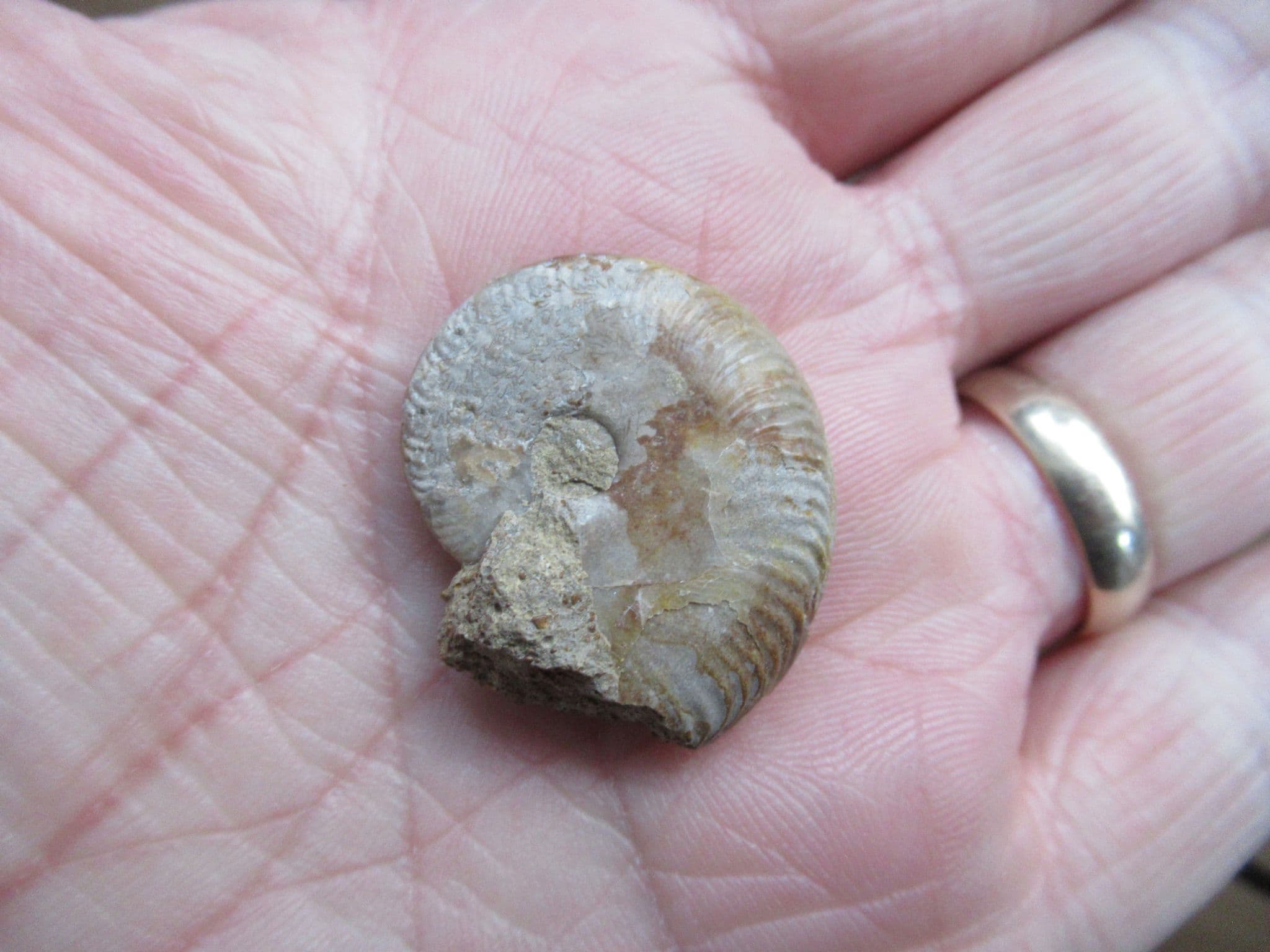 Bradfordia Helenae Renz