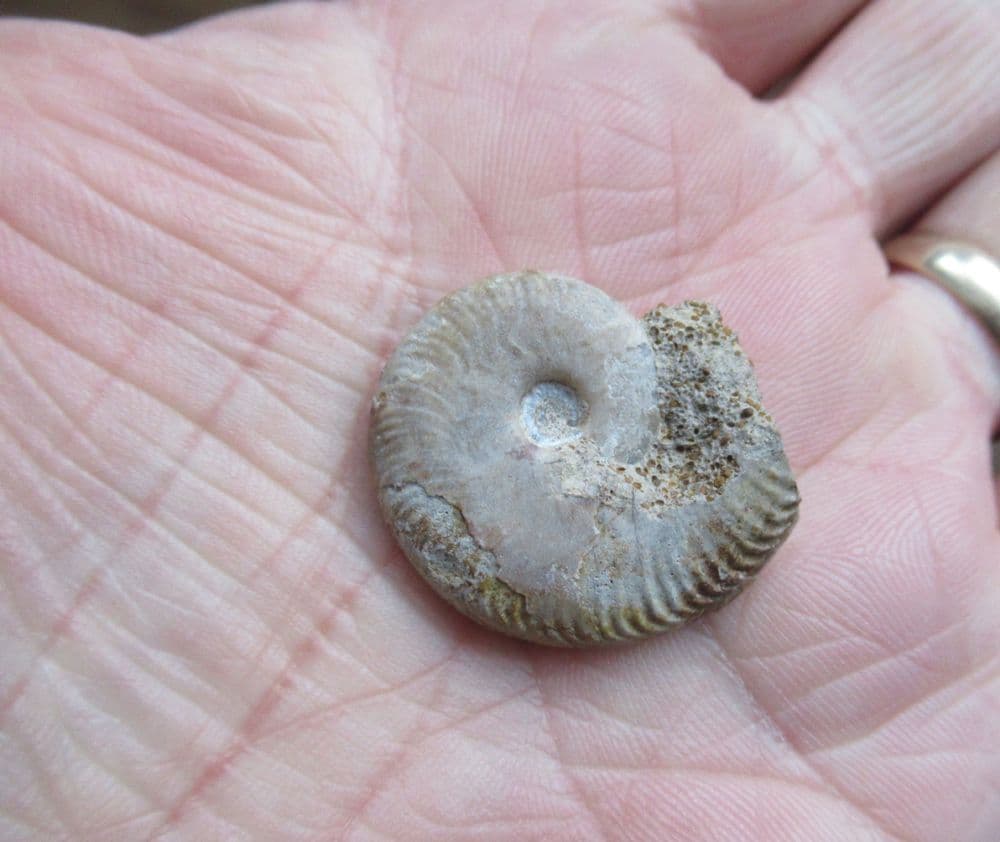 Bradfordia Helenae Renz