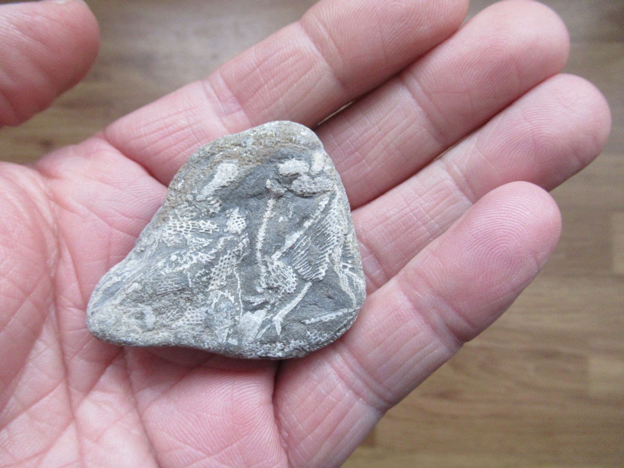 Bryozoan from France