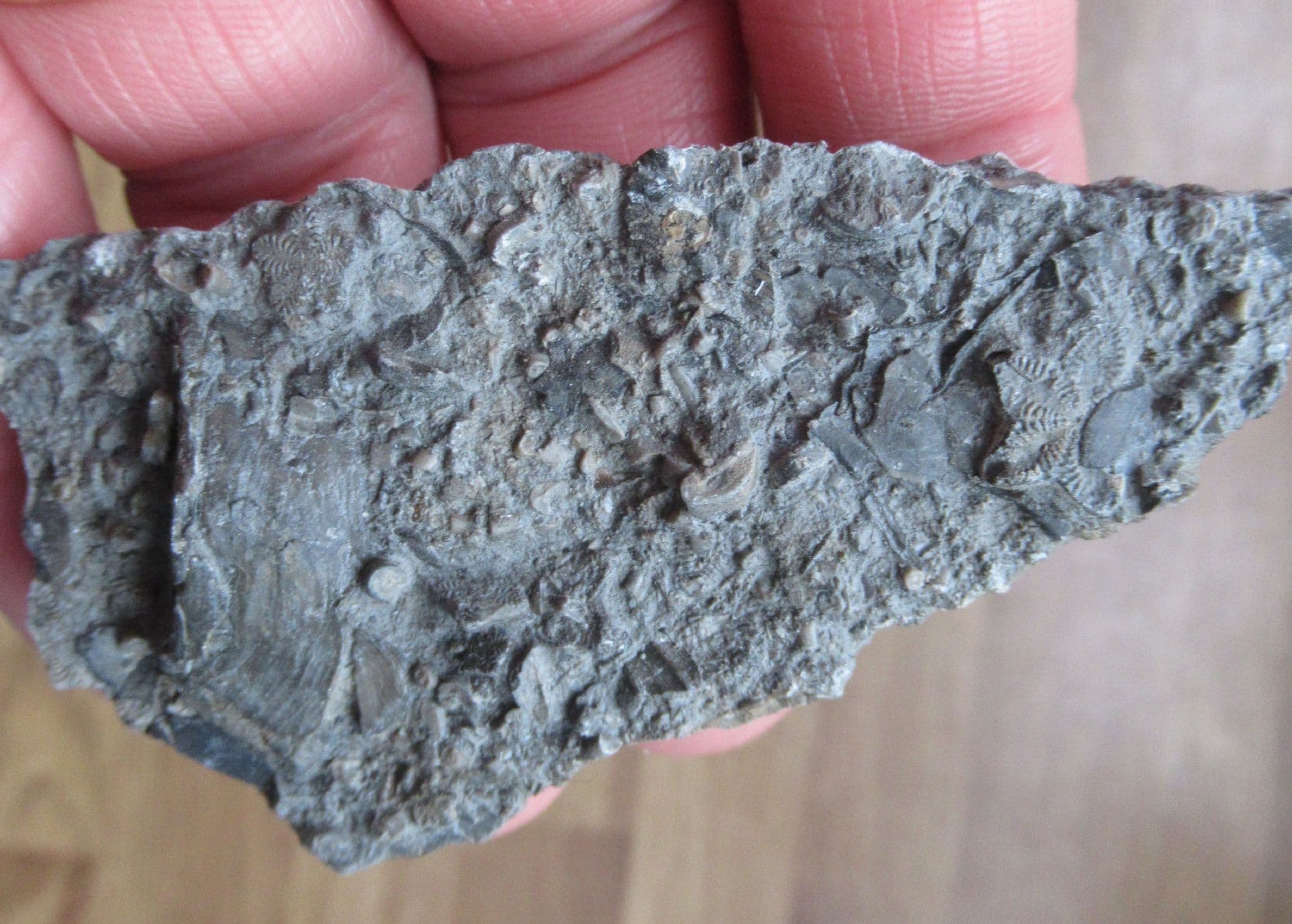 Busy sea floor deposit