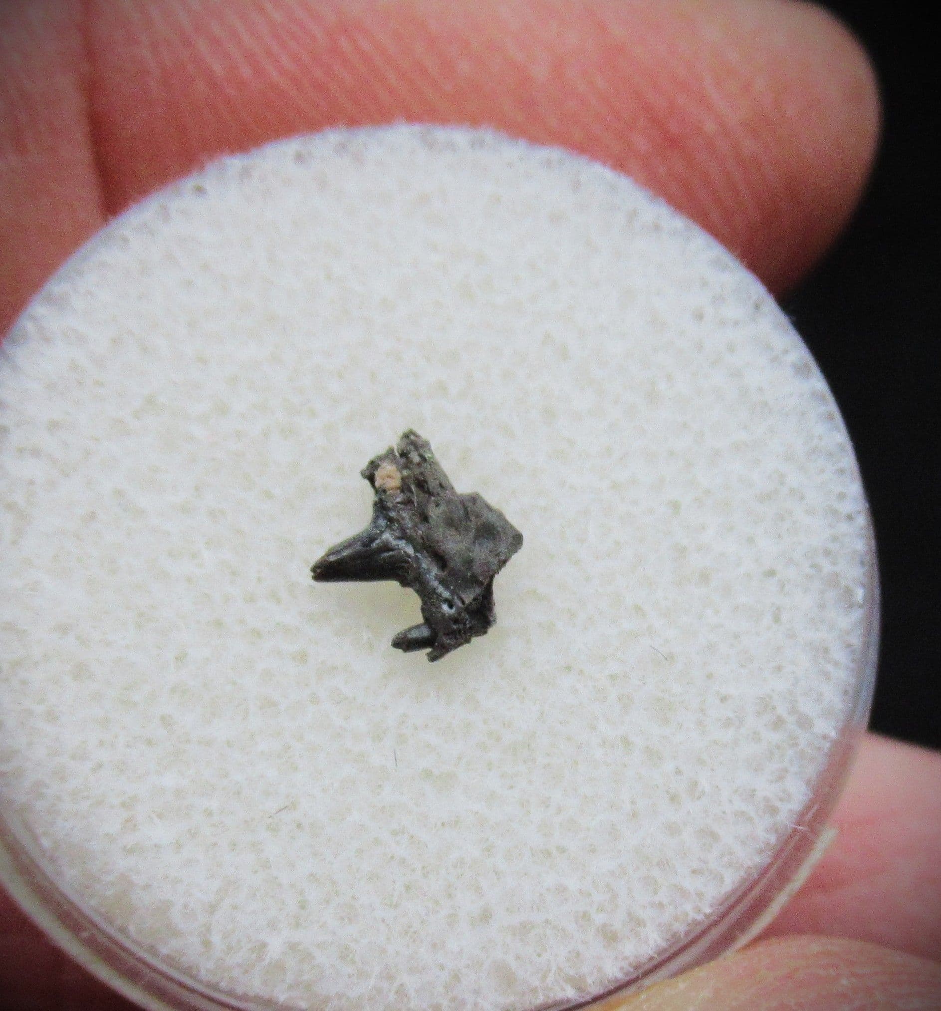 Cacops Amphibian jaw
