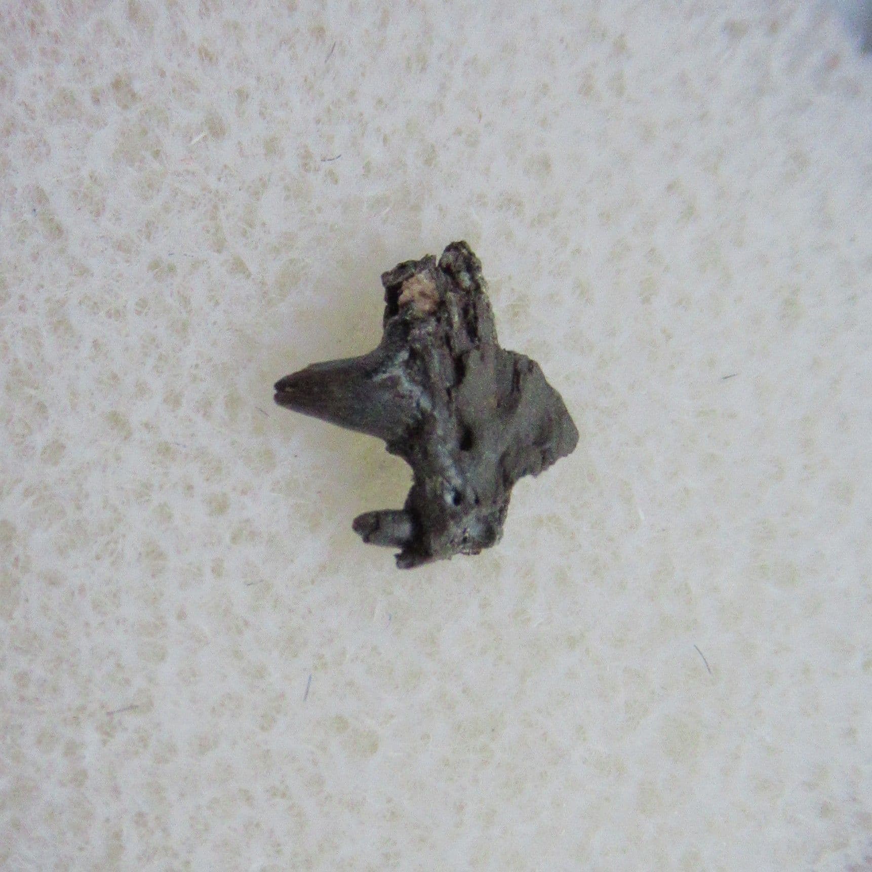 Cacops Amphibian jaw