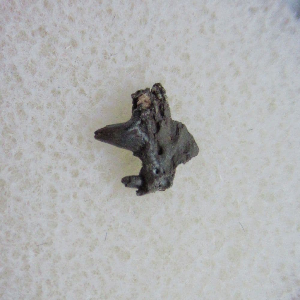 Cacops Amphibian jaw