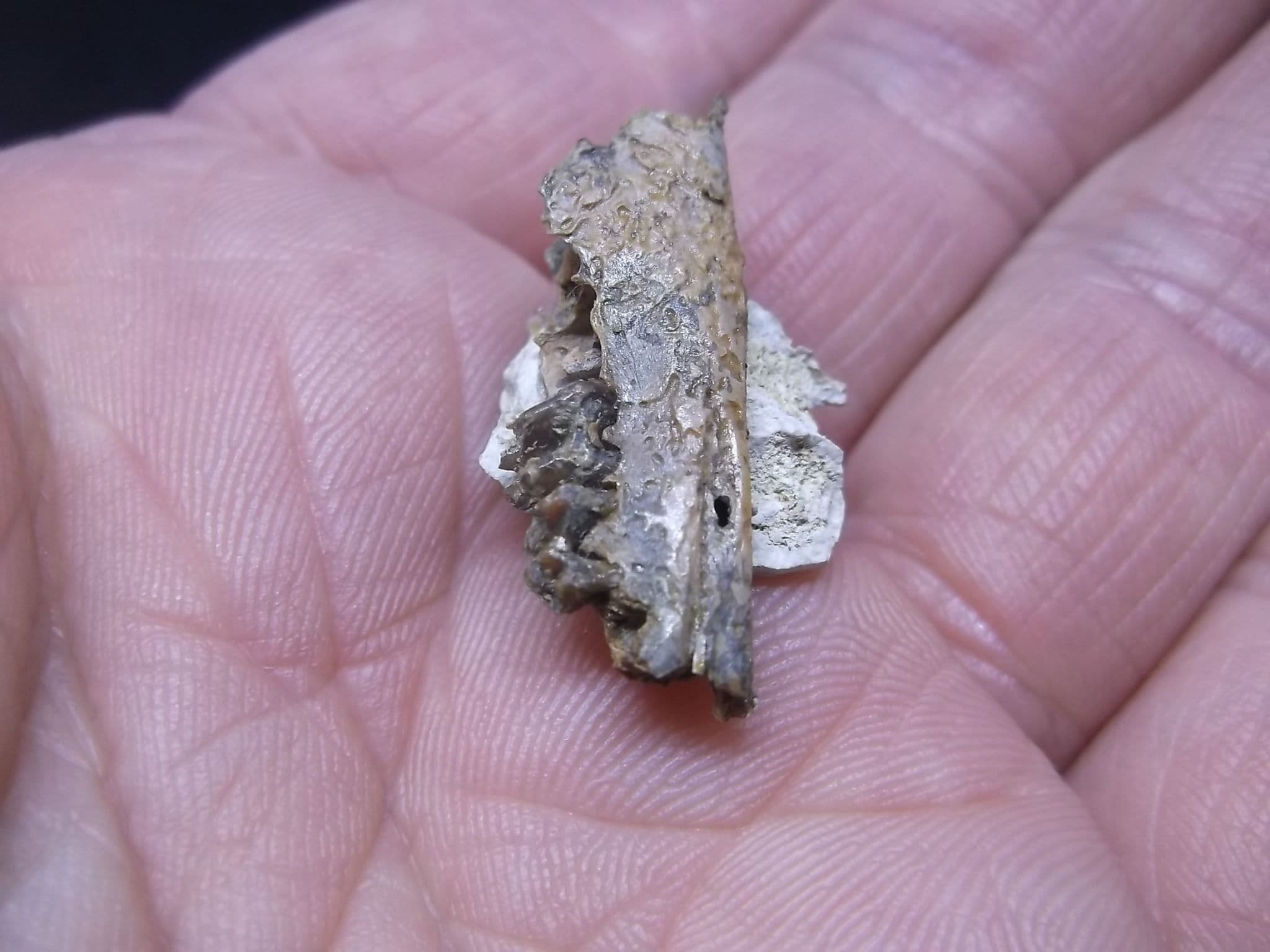 Cainotherium hare like mammal jaw section