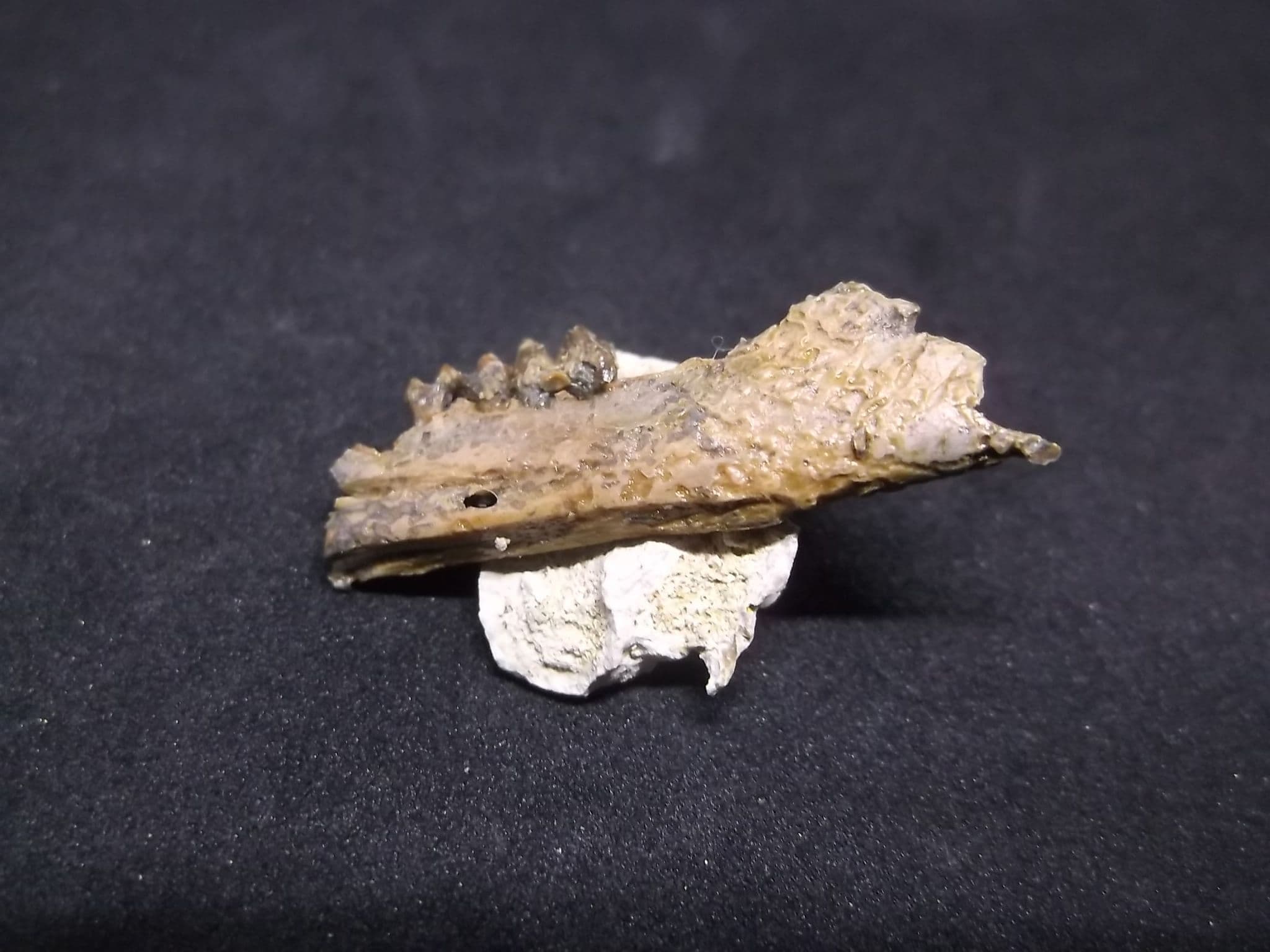 Cainotherium hare like mammal jaw section
