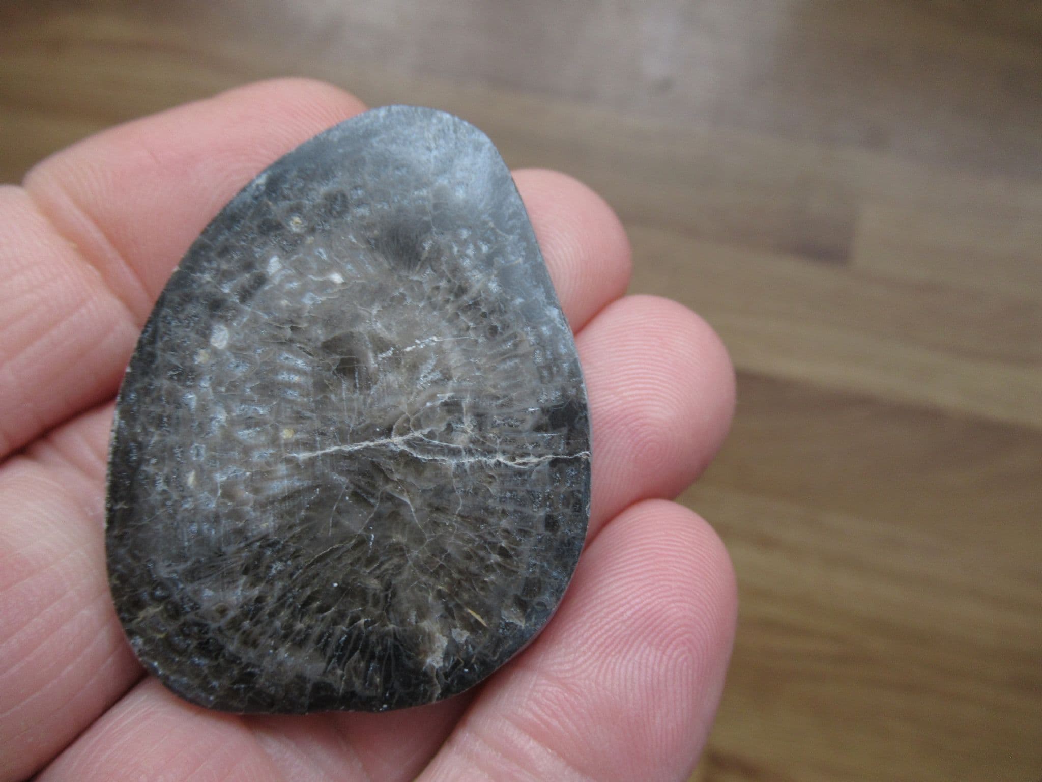 Caninia cf cylindrica Scouler