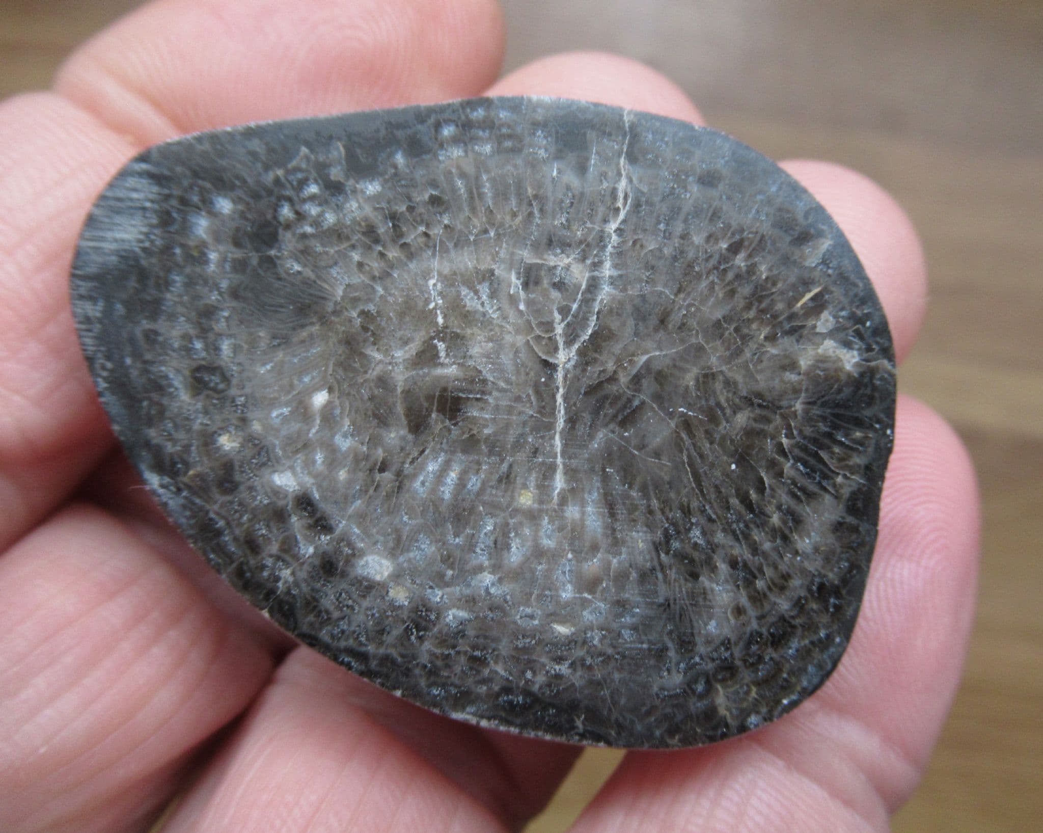 Caninia cf cylindrica Scouler