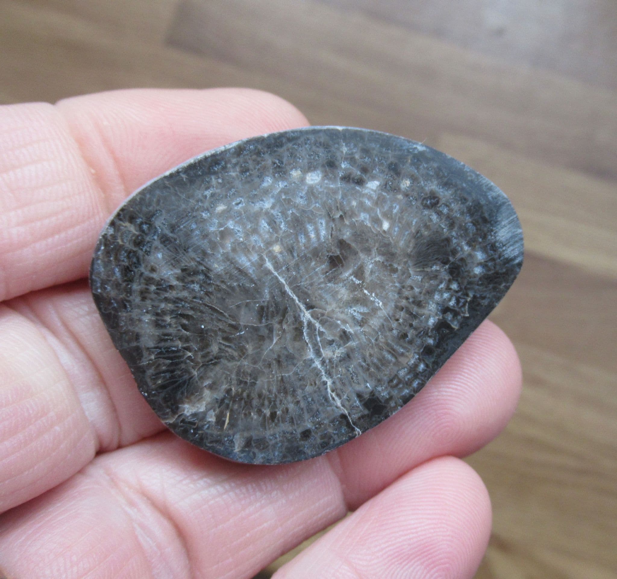 Caninia cf cylindrica Scouler