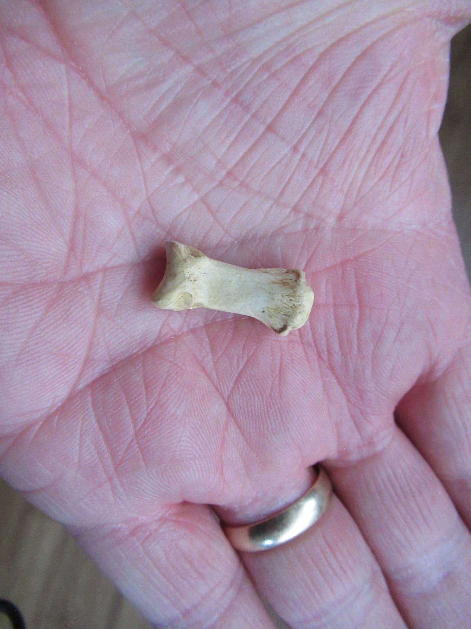Canis lupus Wolf Phalange bone