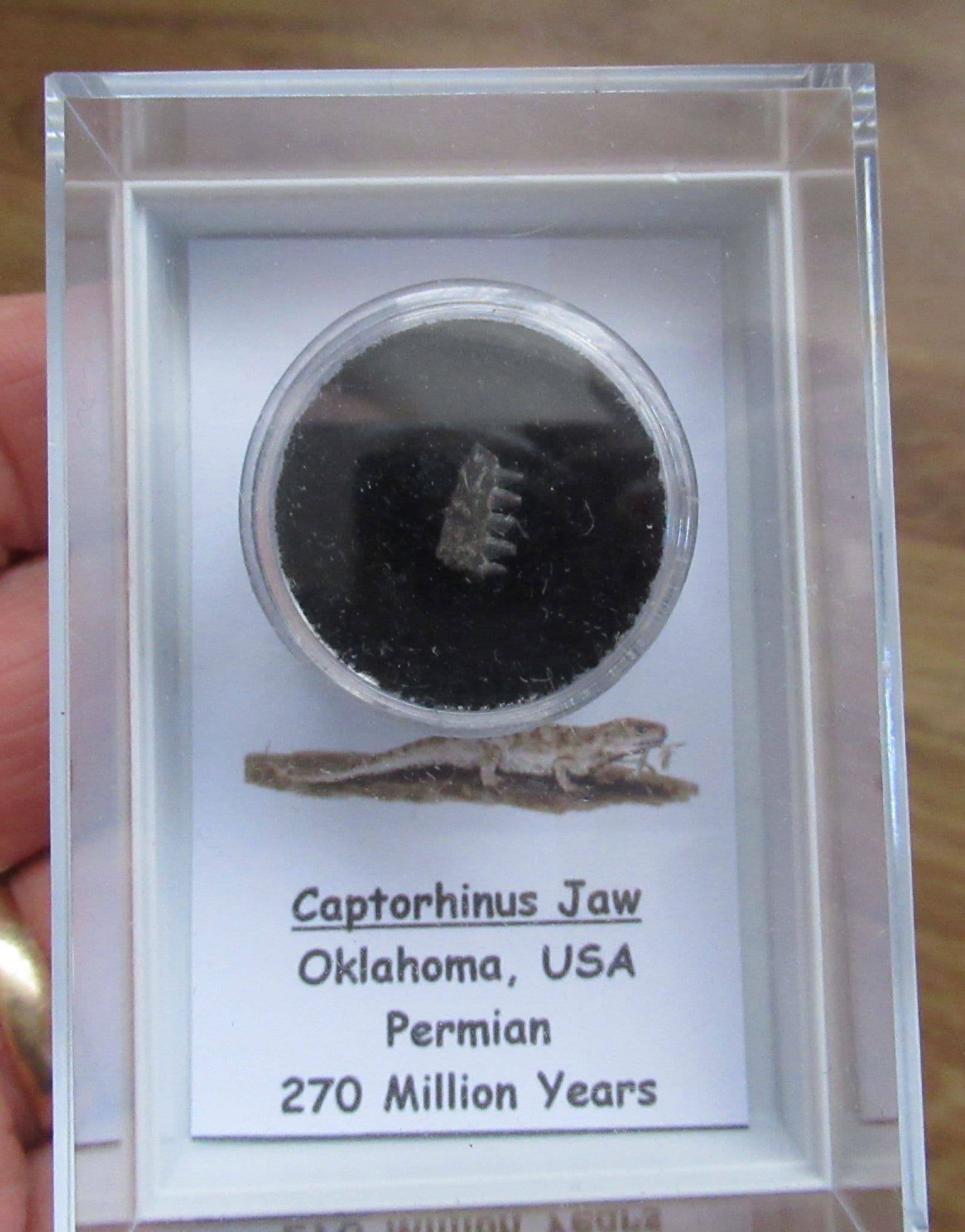 Captorhinus Permian reptile jaw with teeth