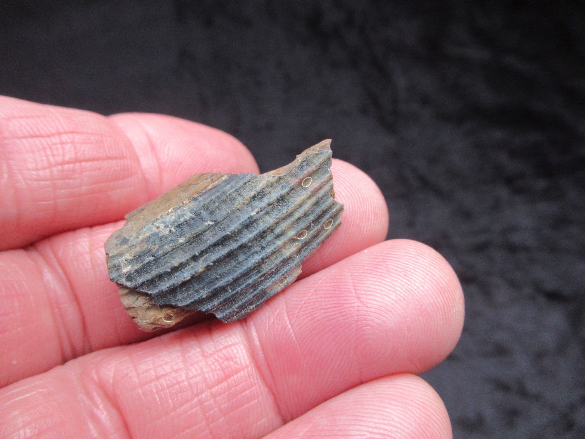 casteroides ohioensis "Giant beaver tusk"