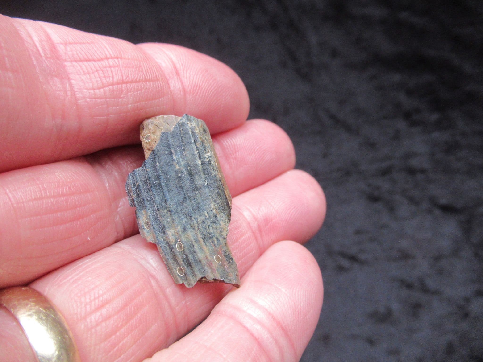 casteroides ohioensis "Giant beaver tusk"