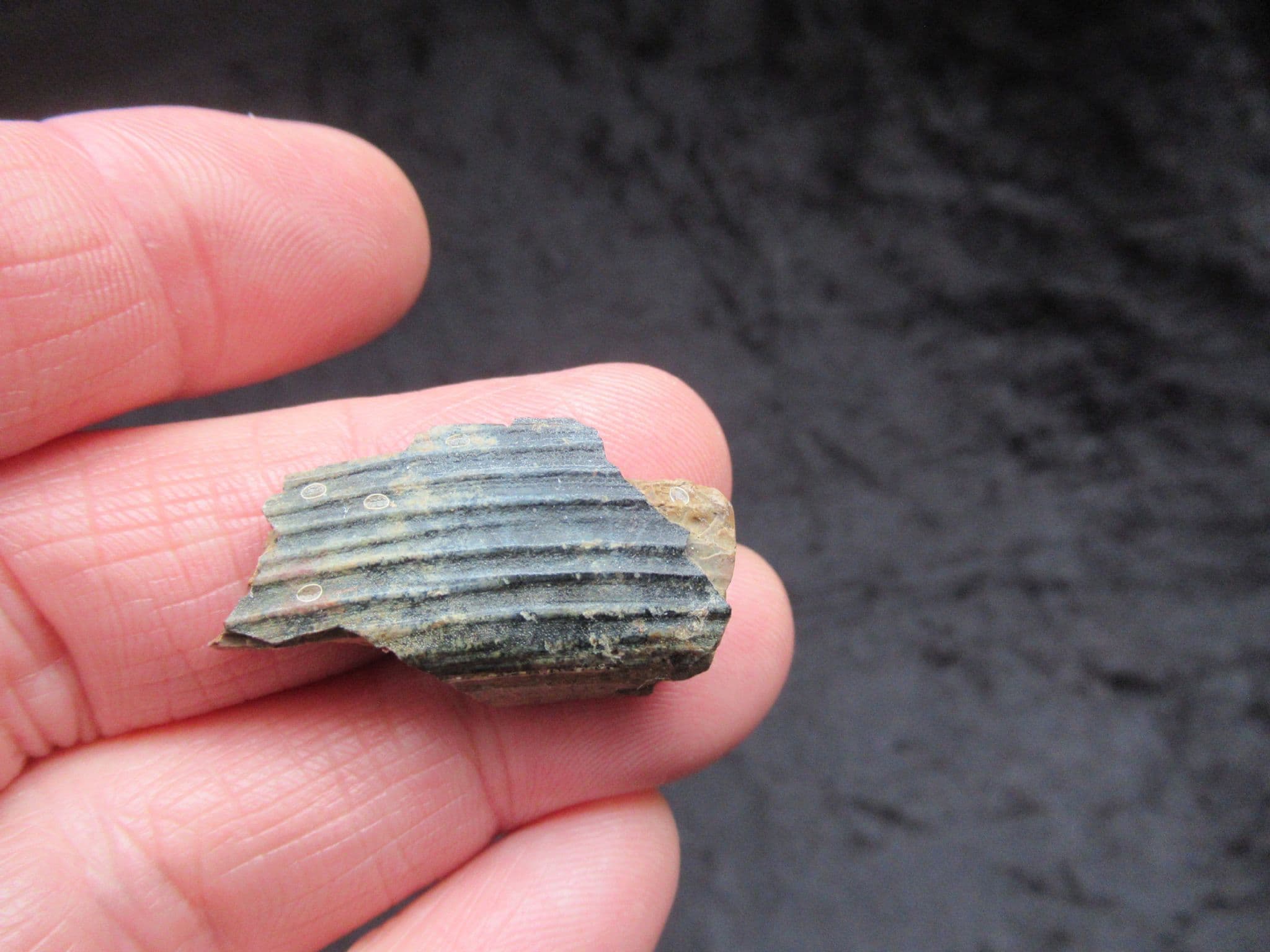 casteroides ohioensis "Giant beaver tusk"