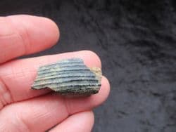 casteroides ohioensis "Giant beaver tusk"