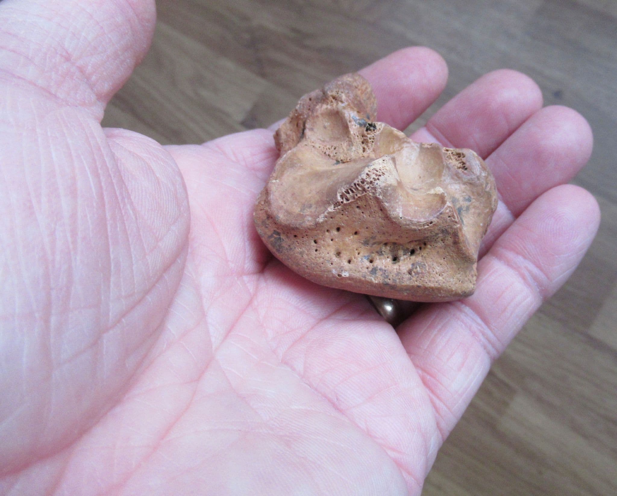 Cave bear Carpal hand bone