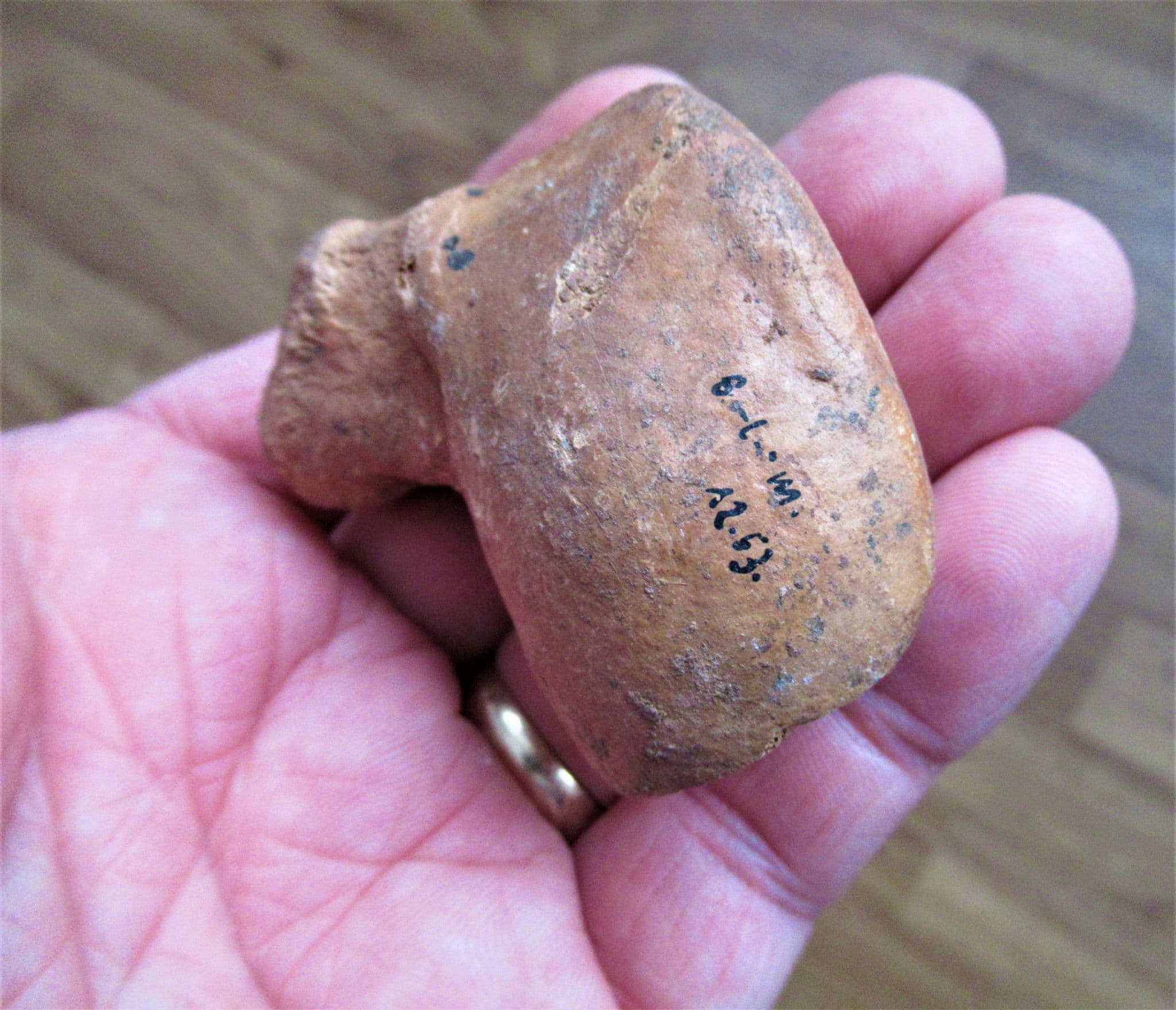 Cave bear Carpal hand bone