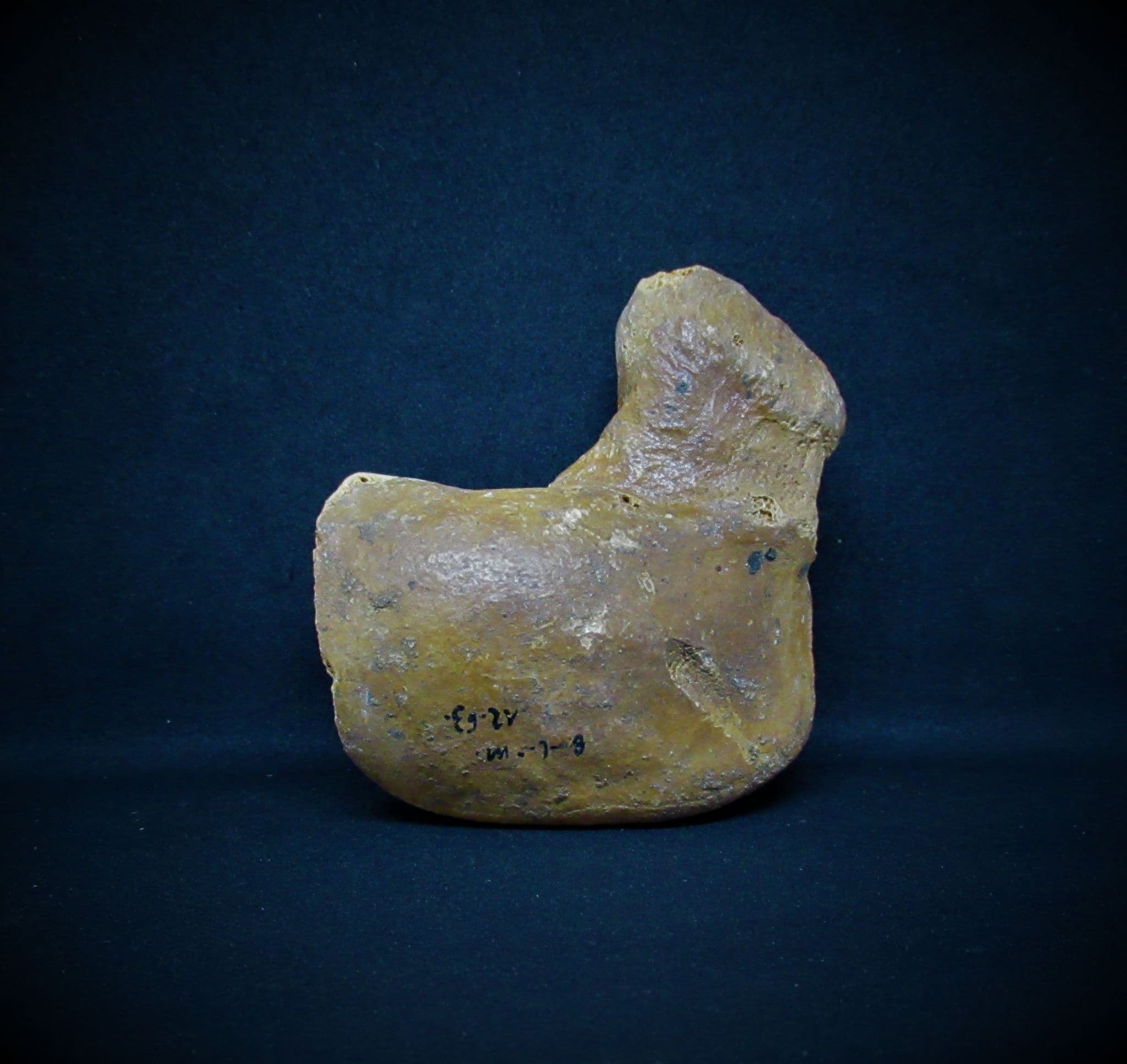 Cave bear Carpal hand bone