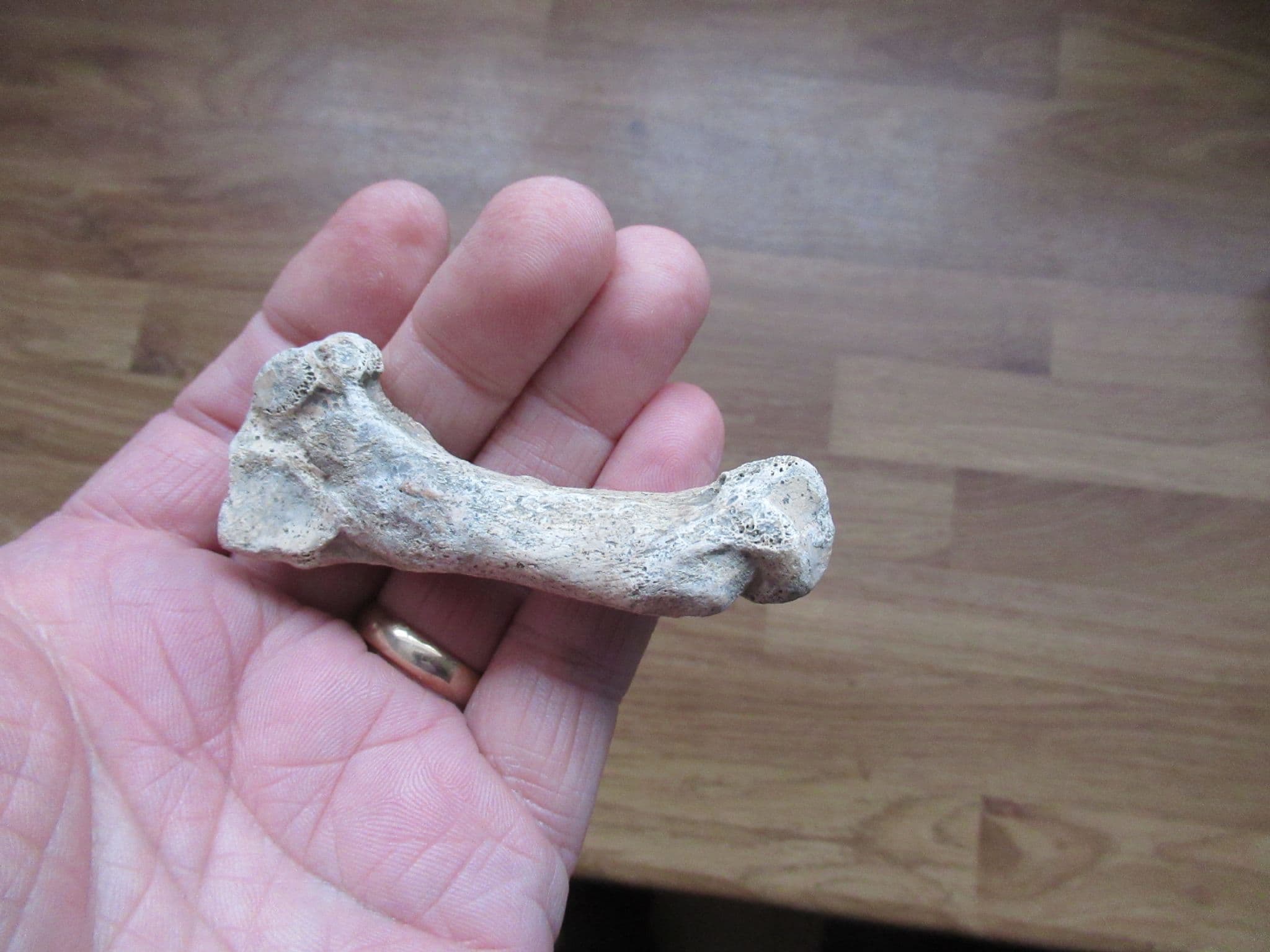 Cave bear Metapodial finger bone