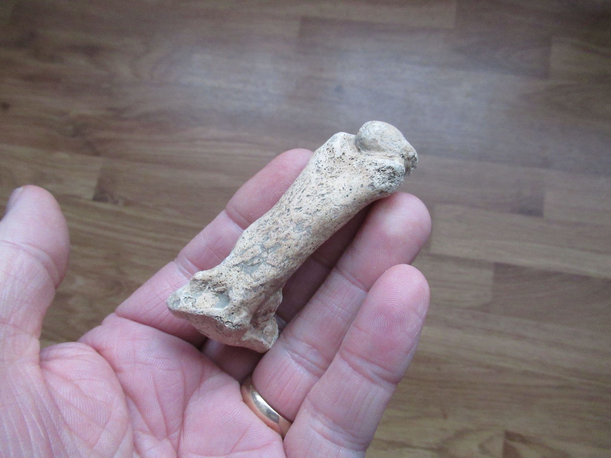 Cave bear Metapodial finger bone