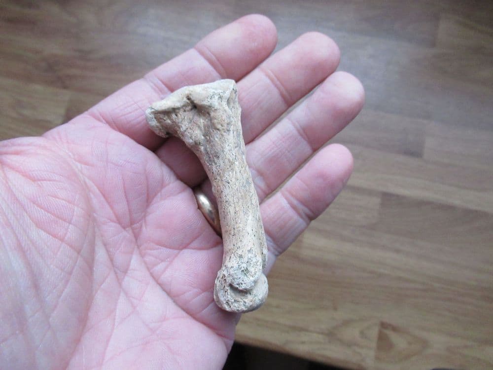 Cave bear Metapodial finger bone