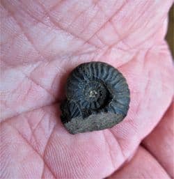 Ceratites gymnotoceras