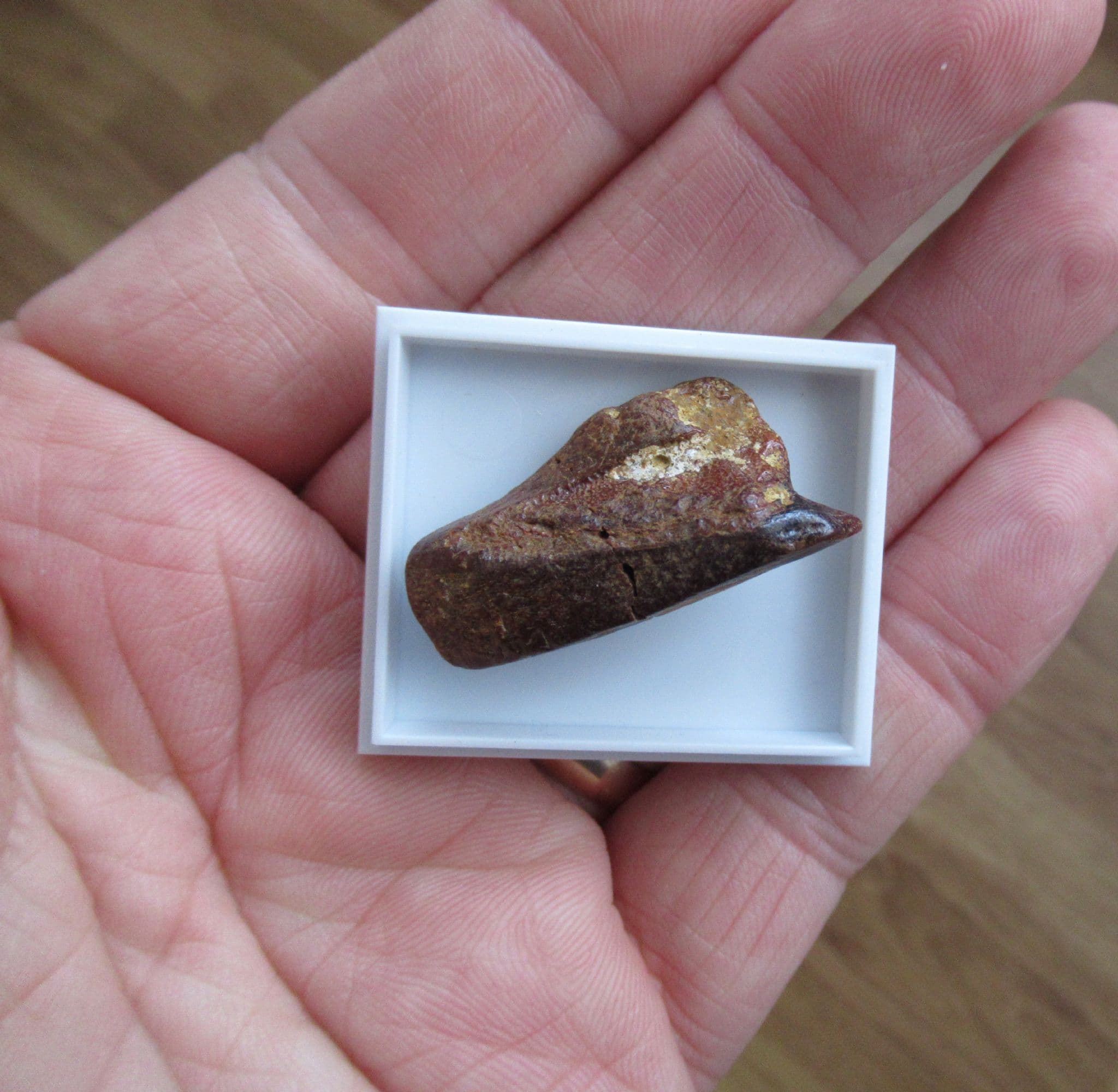 Chimaera Jaw section