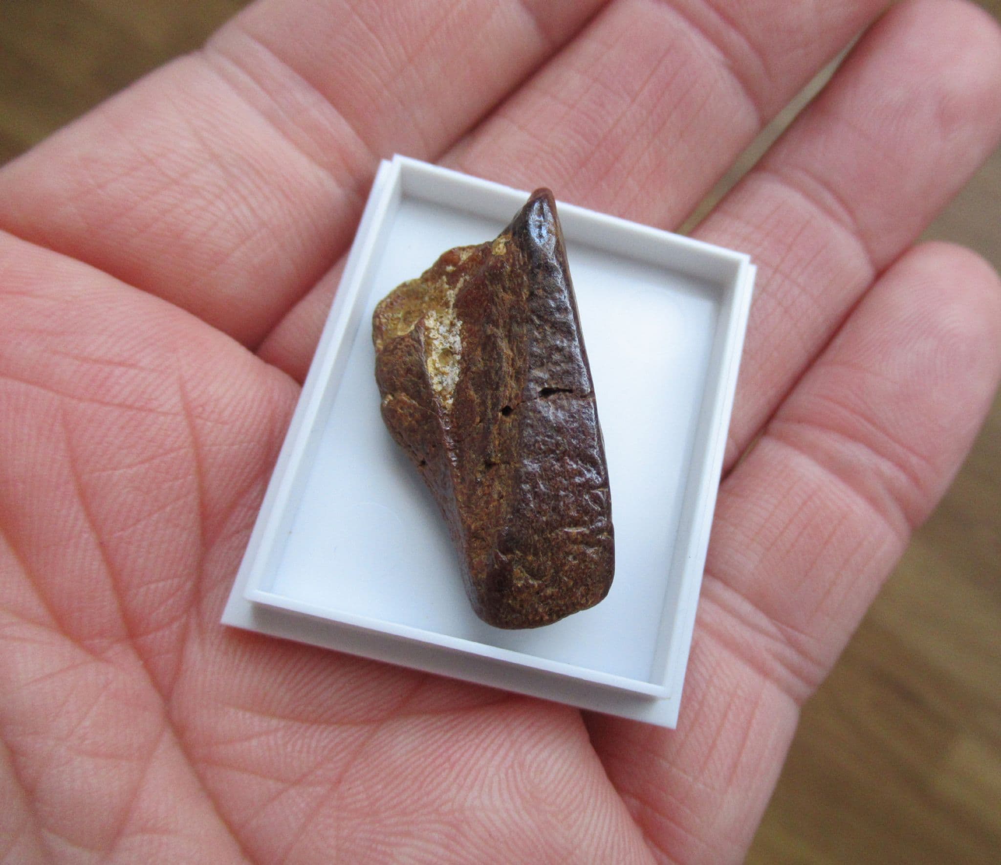 Chimaera Jaw section