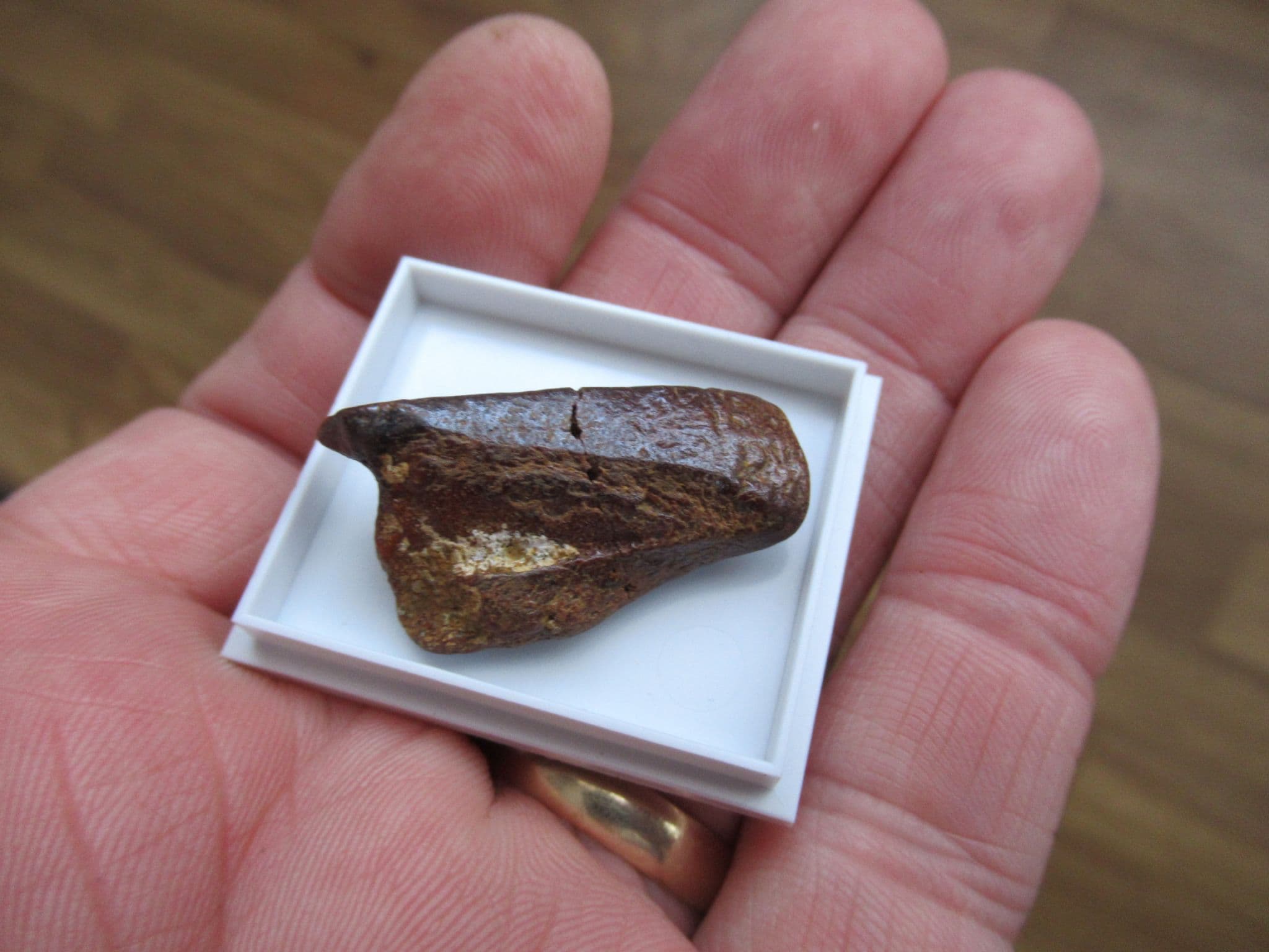 Chimaera Jaw section