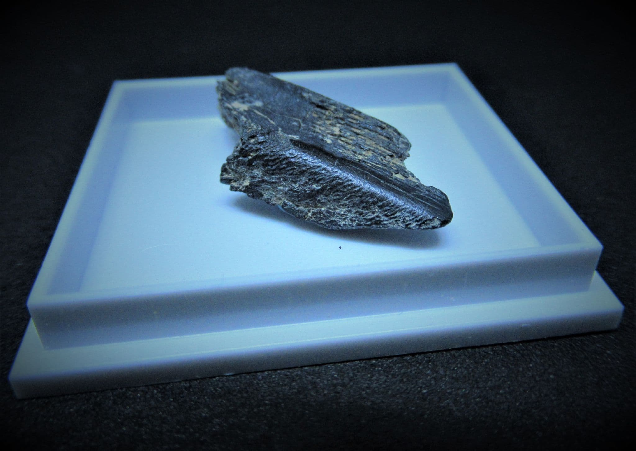 Chimaerid "Rabbit fish" jaw section