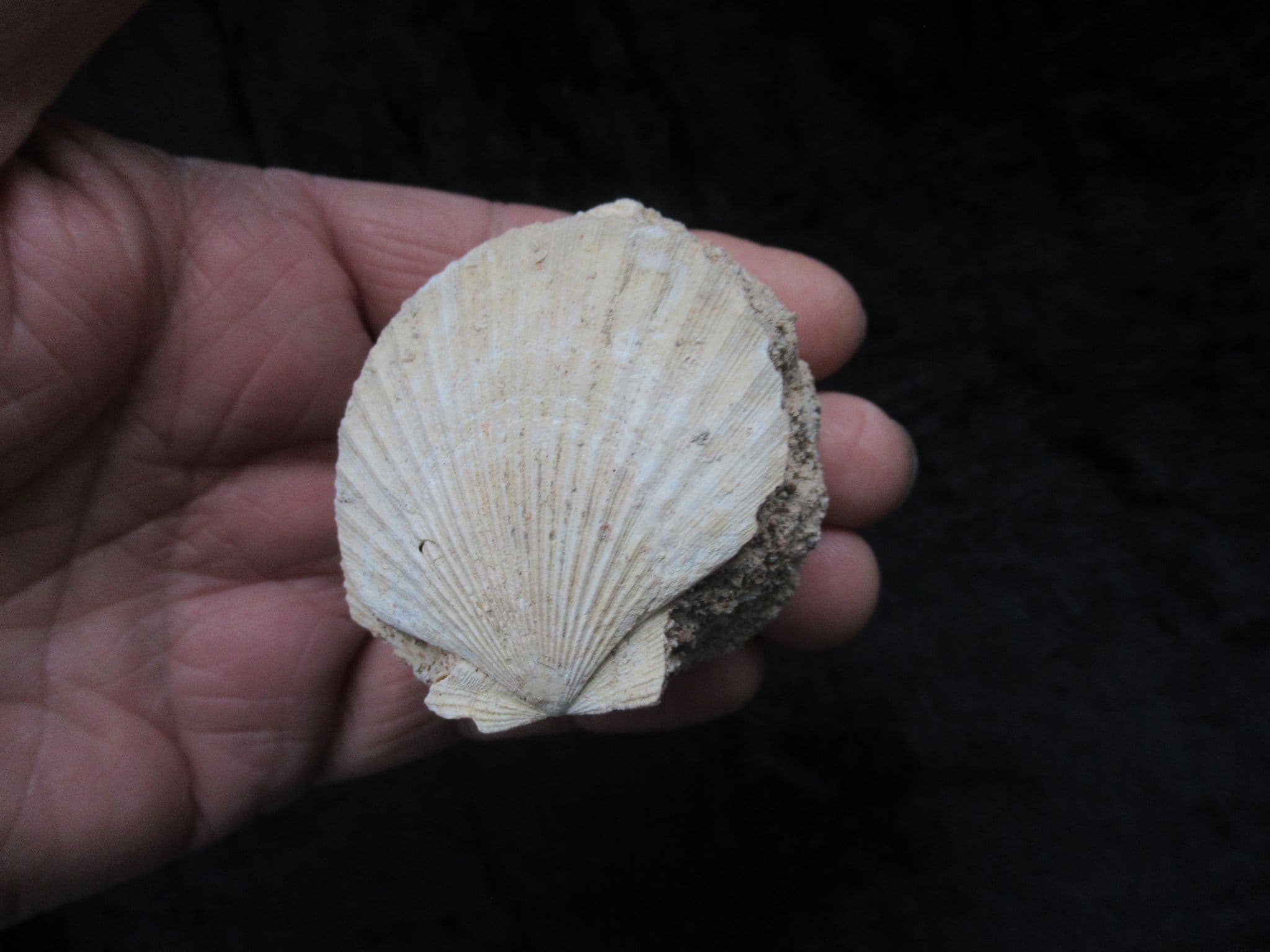 Chlamys opercularis from Spain