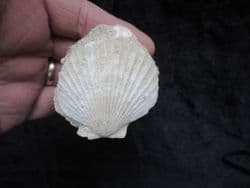 Chlamys opercularis from Spain