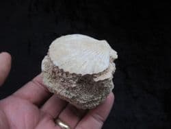 Chlamys opercularis from Spain