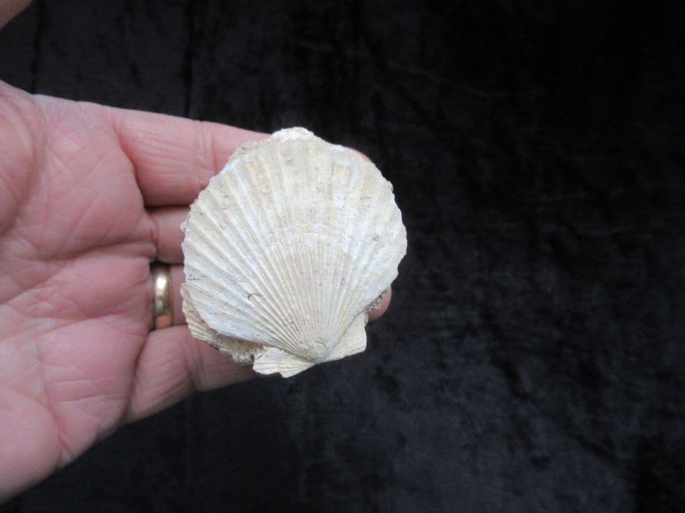 Chlamys opercularis from Spain