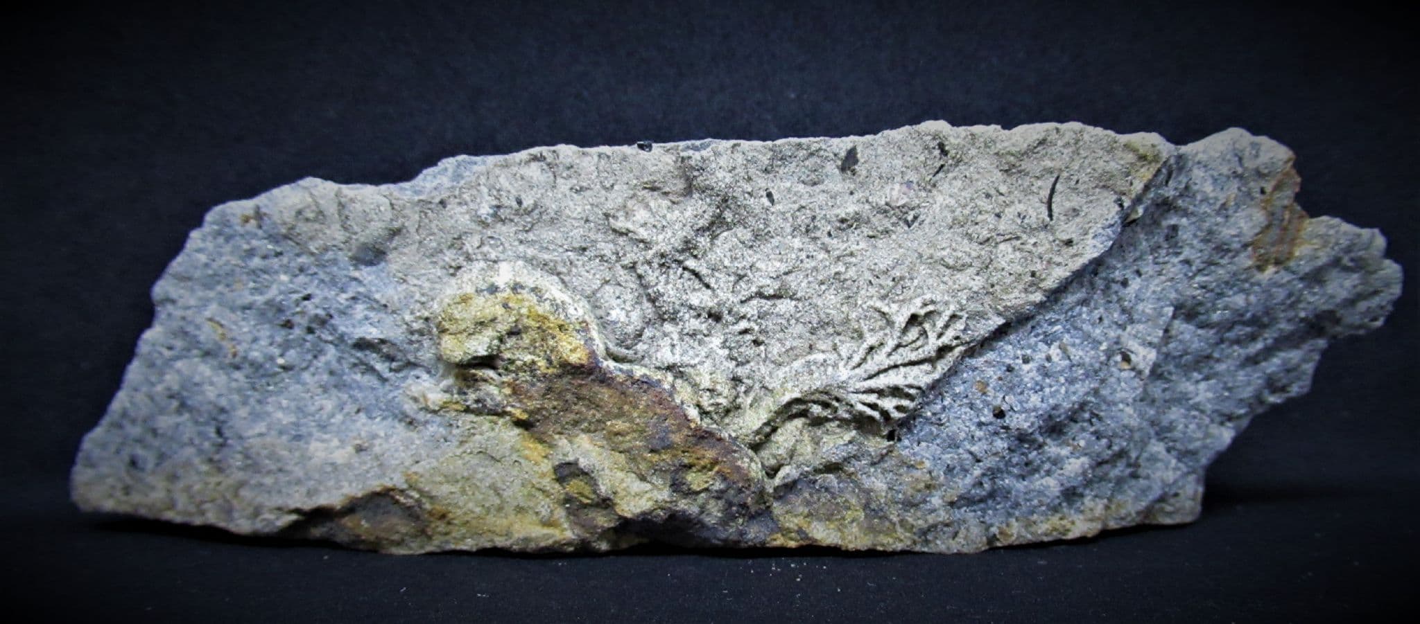 Chondrites Feeding trail of ramifying branches