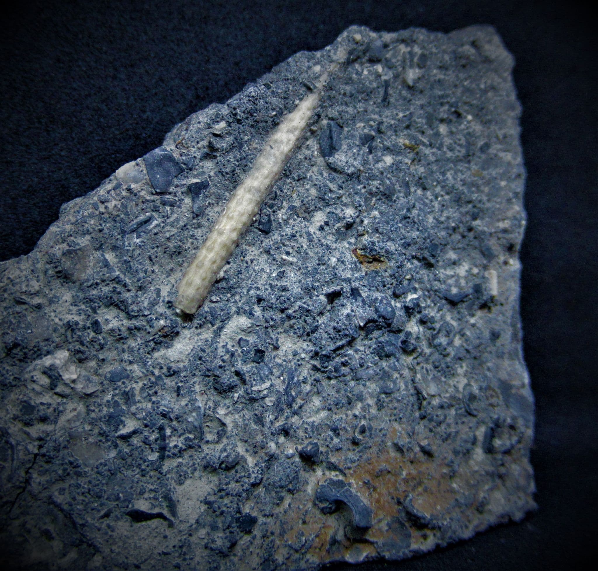 Cidarid spine