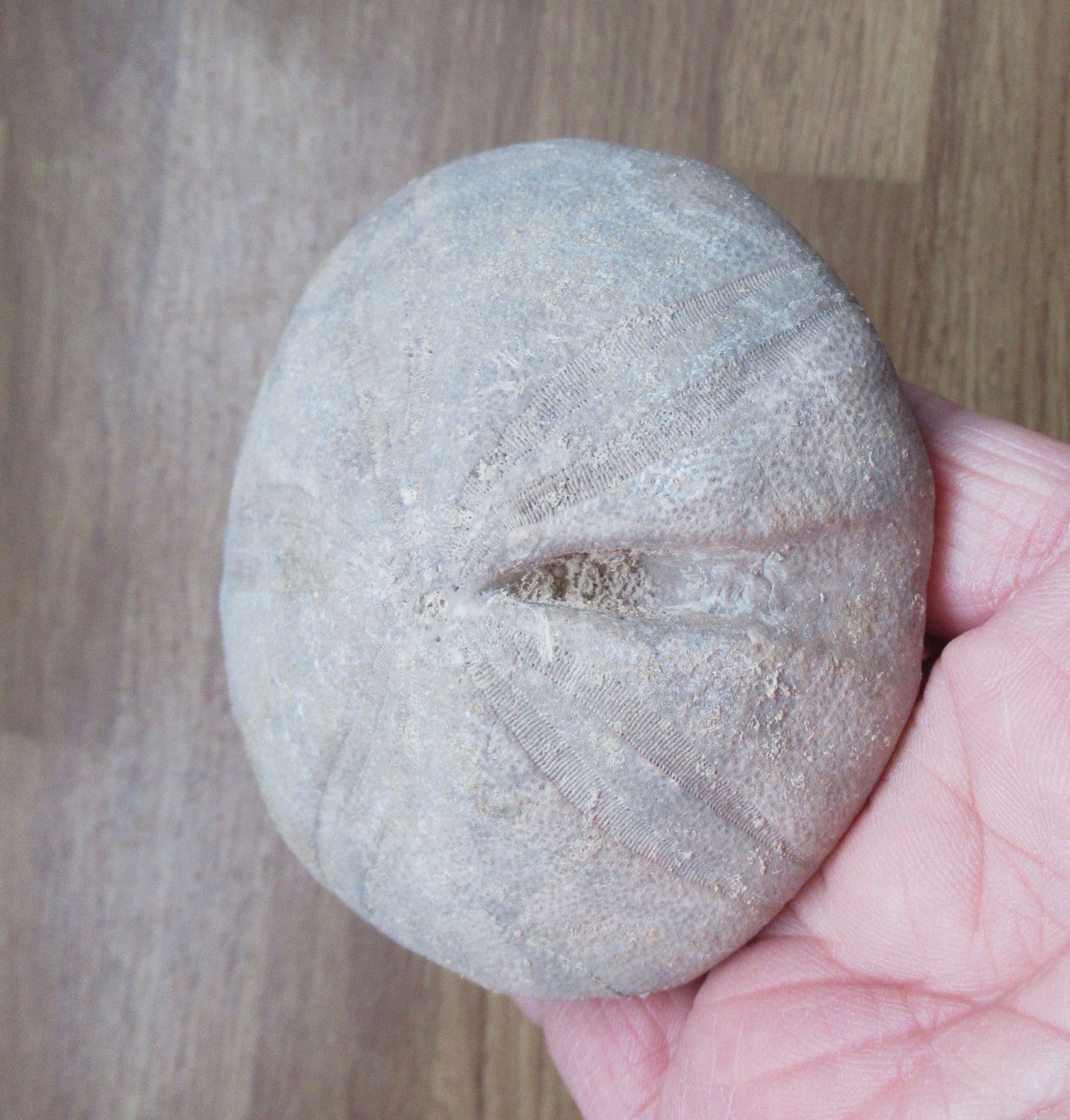 Clypeus Ploti "Chedworth bun"